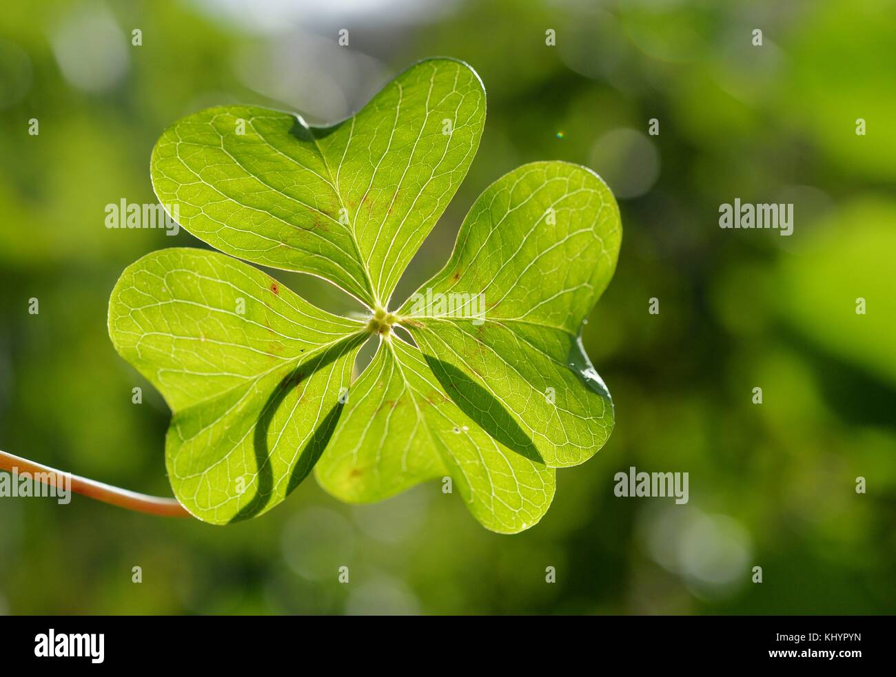 A four-leaf clover, a symbol for good luck, Germany, city of Osterode ...