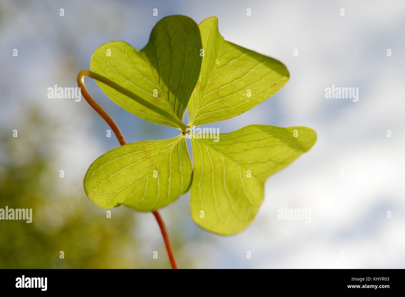 A four-leaf clover, a symbol for good luck, Germany, city of Osterode ...