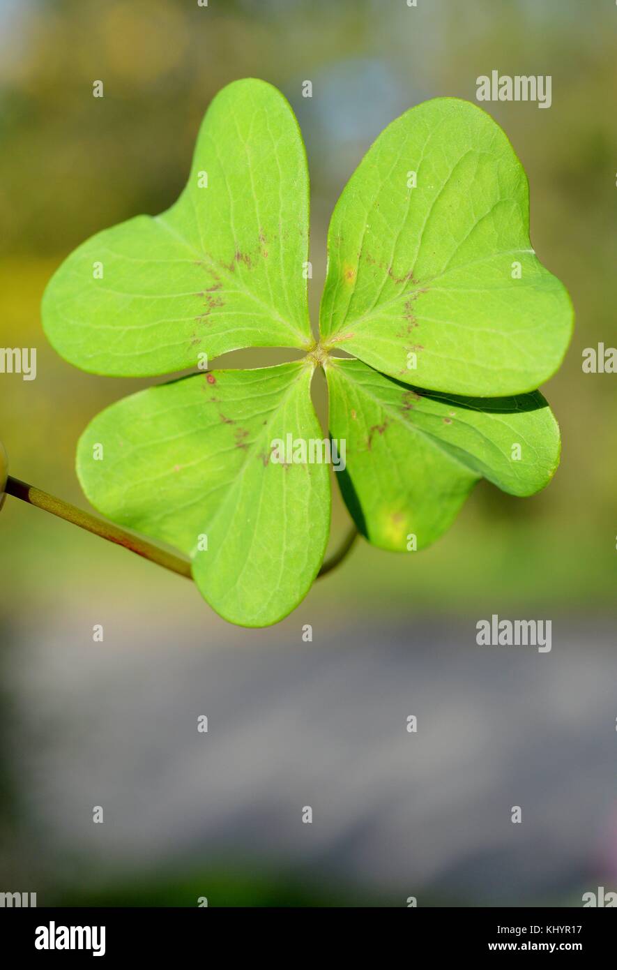 A four-leaf clover, a symbol for good luck, Germany, city of Osterode ...