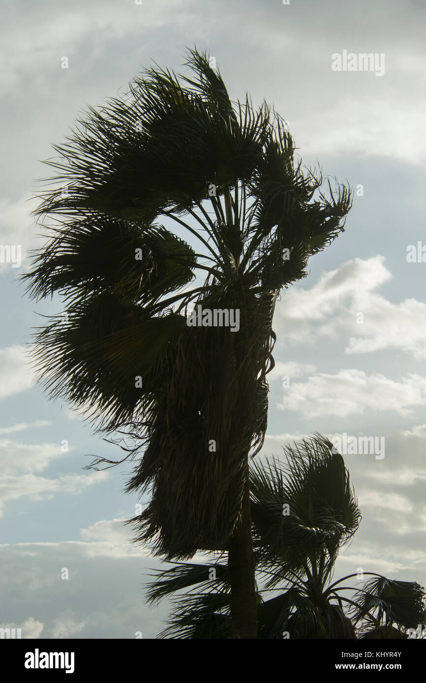 Ramlet Al Baida, Beirut Lebanon, 21st Nov, 2017. Plam trees blown by ...