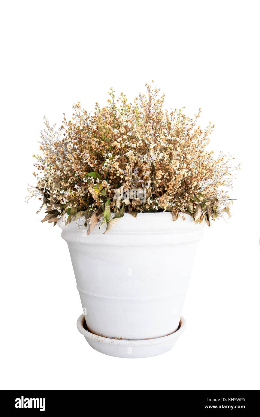 Dried flowers in a pot on white background Stock Photo - Alamy