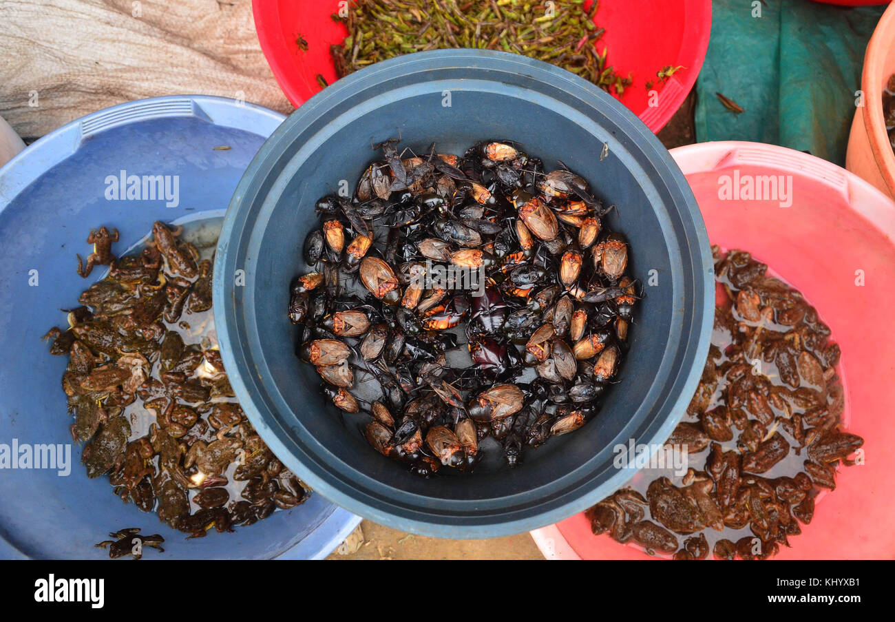 Dimapur, Nagaland, India November 22, 2017: Varieties of insect are put ...