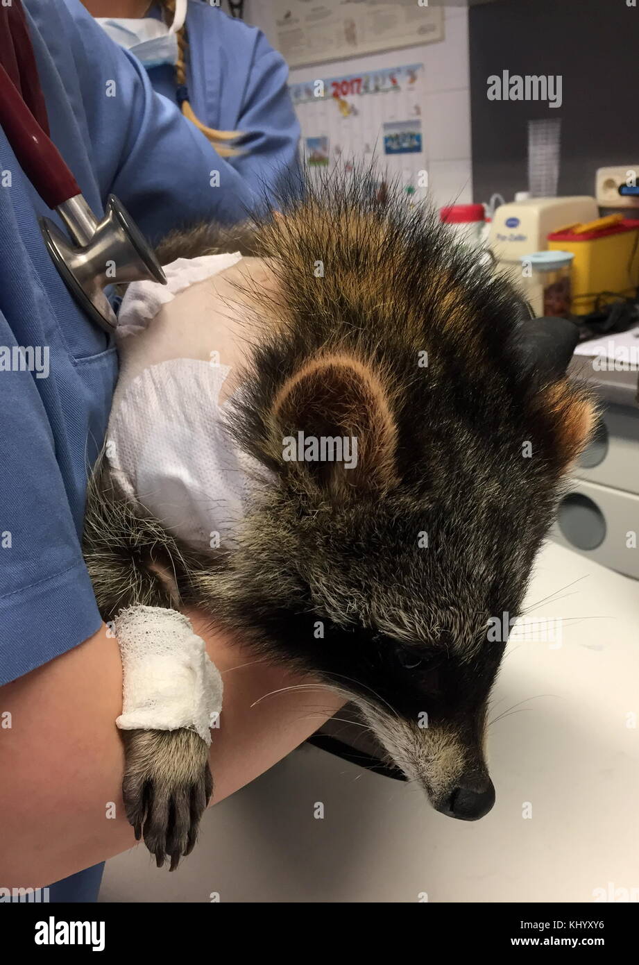 HANDOUT - The undated photo shows female racoon 'Jacky' at the Medical ...