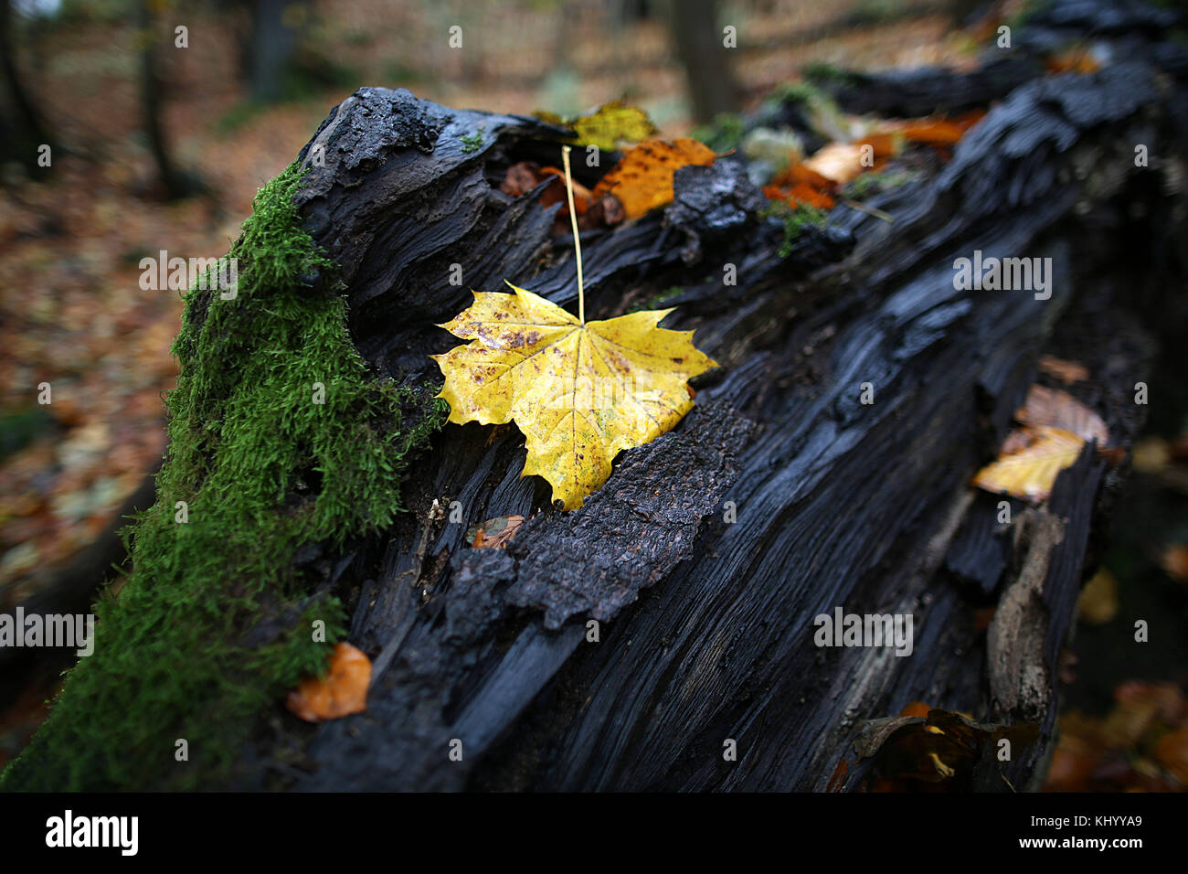 Koenigswinter, Germany. 21st Nov, 2017. A maple leaf lies on an old ...