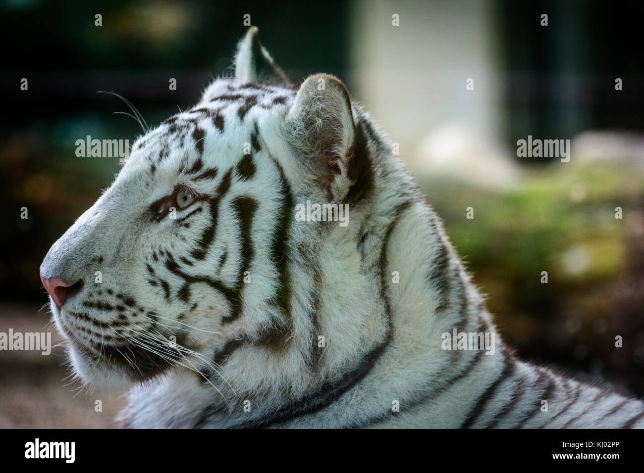 Mele Bengal tiger white form (Panthera tigris tigris Stock Photo - Alamy