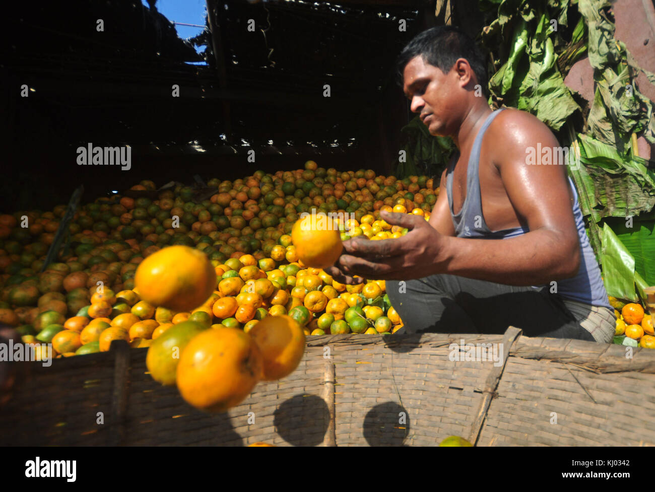 Agartala, India. 19th Nov, 2017. Juicy oranges from Jampui hills of ...