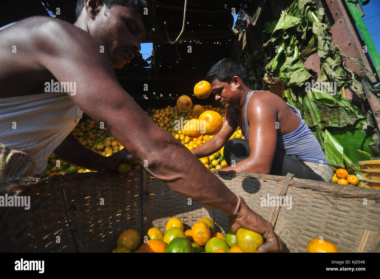 Agartala, India. 19th Nov, 2017. Juicy oranges from Jampui hills of ...