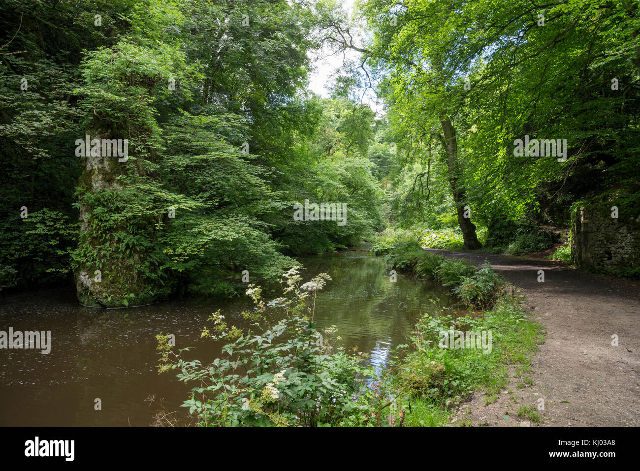 Lush greenery in Beresford Dale near Hartington in the Peak District ...