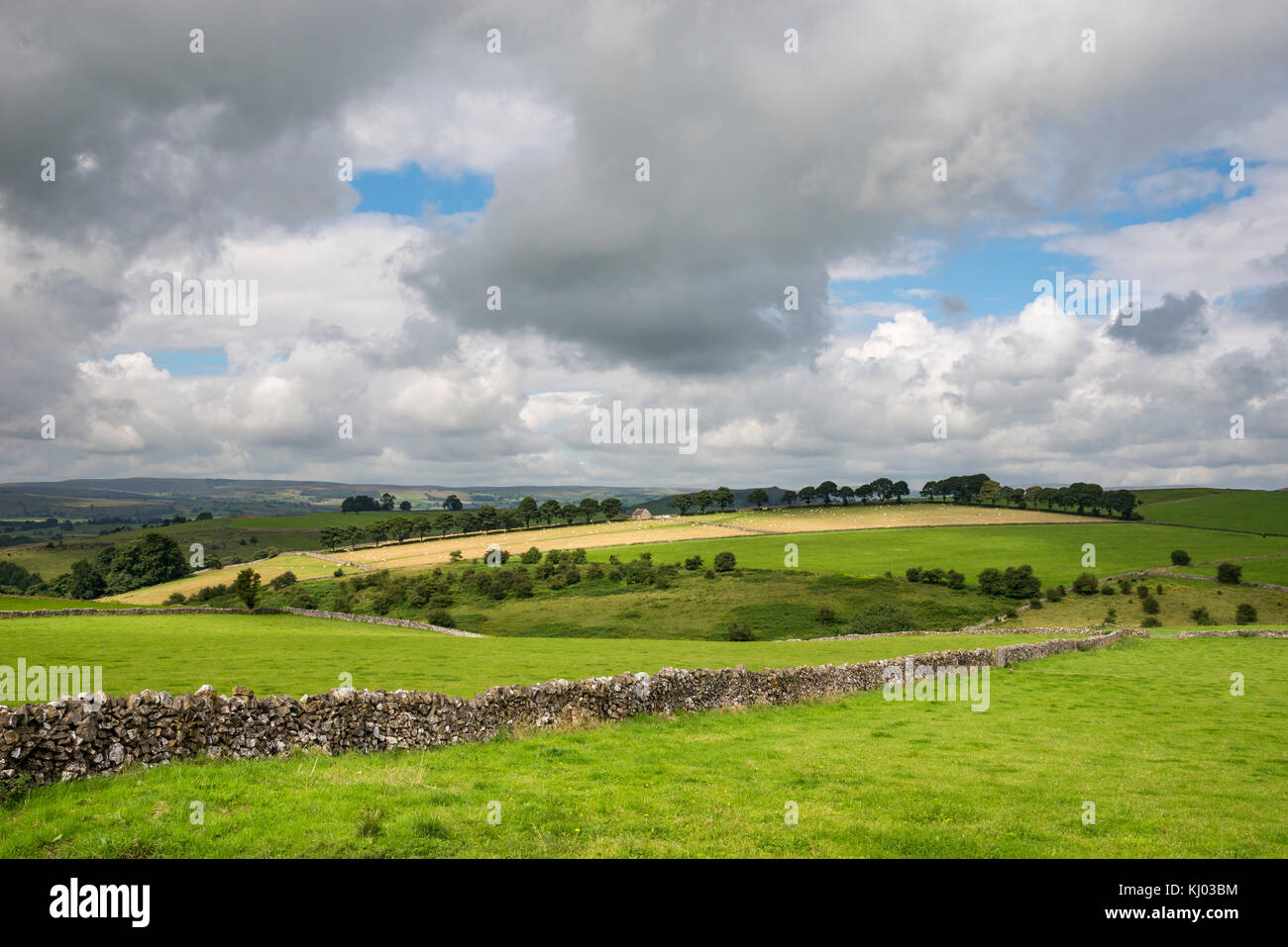 Stone barn and line of trees near Hartington in the Peak District. A ...