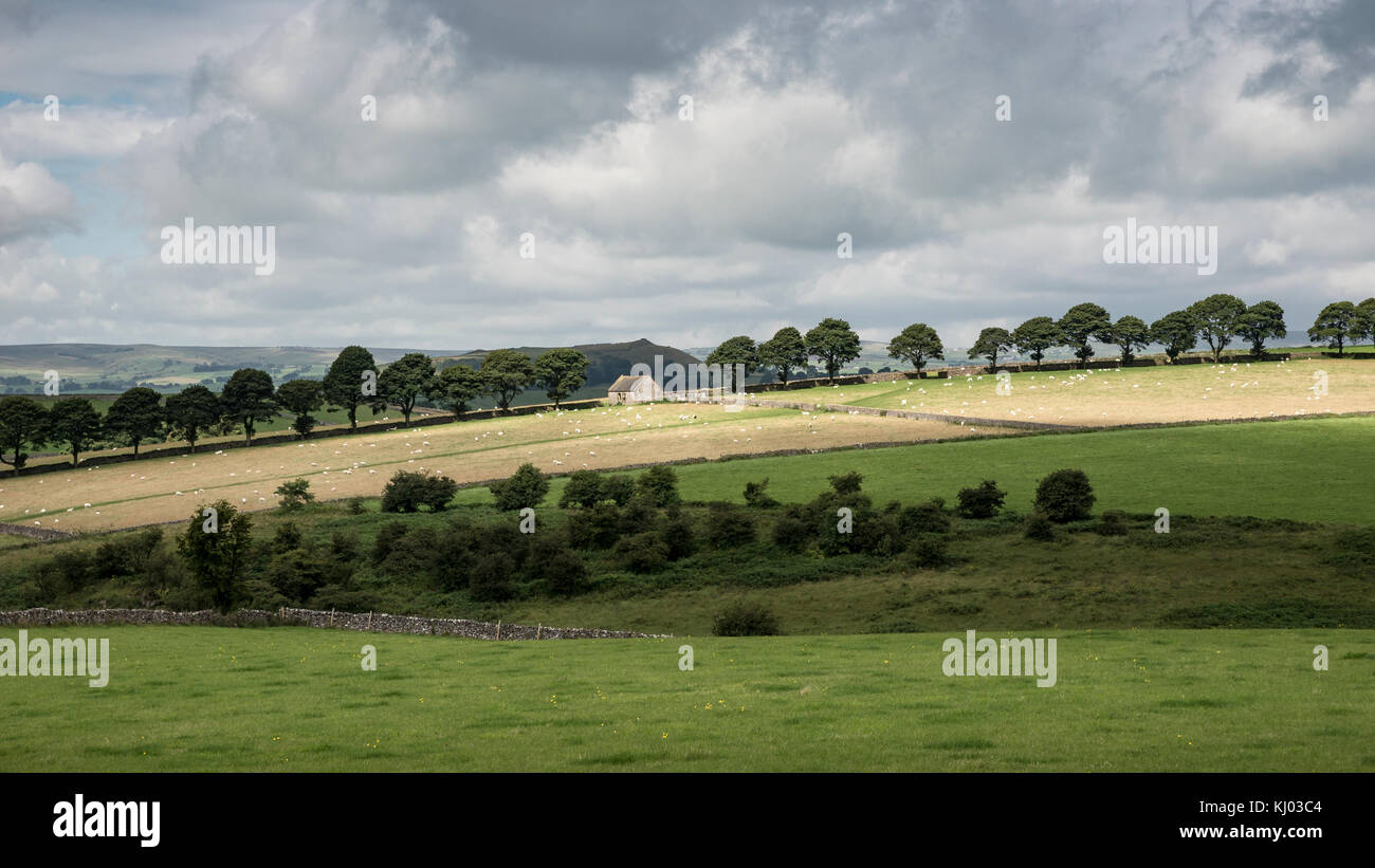 Stone barn and line of trees near Hartington in the Peak District. A ...