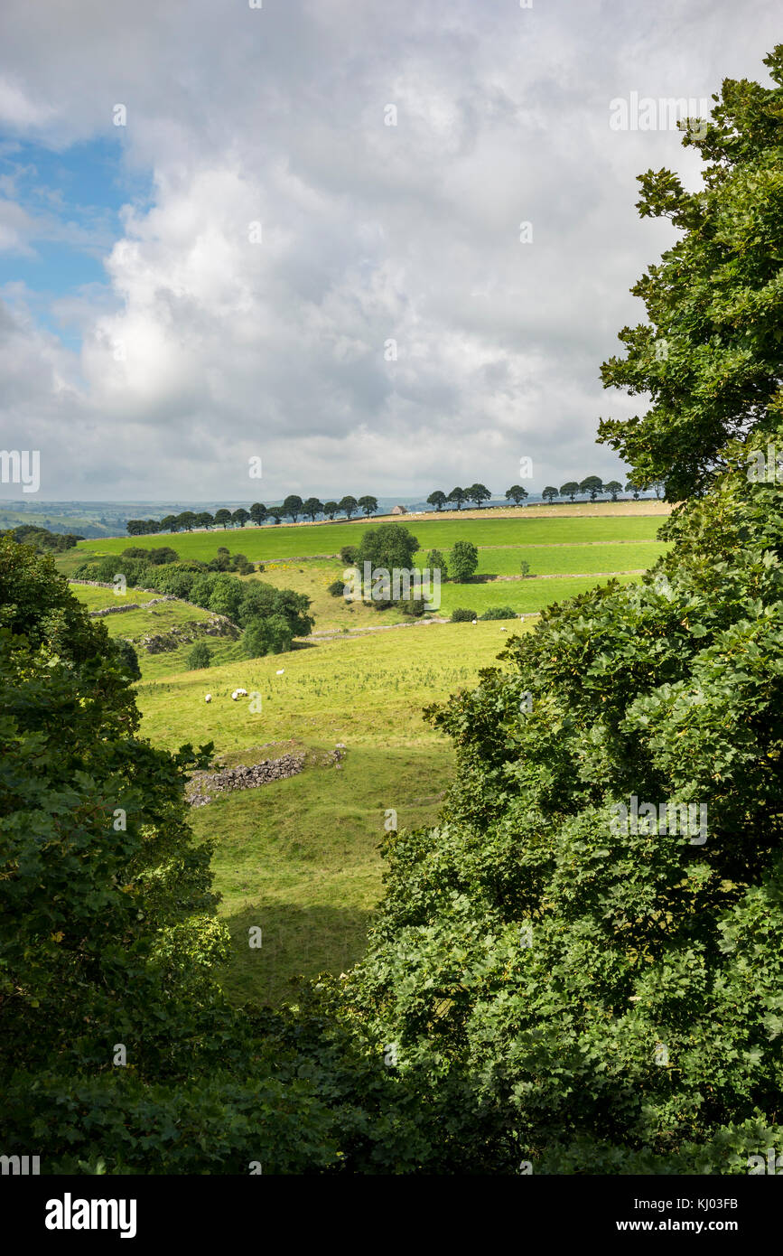 Stone barn and line of trees near Hartington in the Peak District. A ...