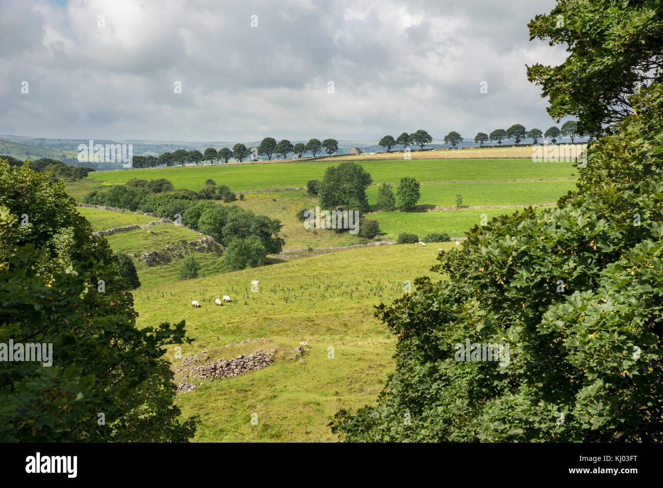Stone barn and line of trees near Hartington in the Peak District. A ...