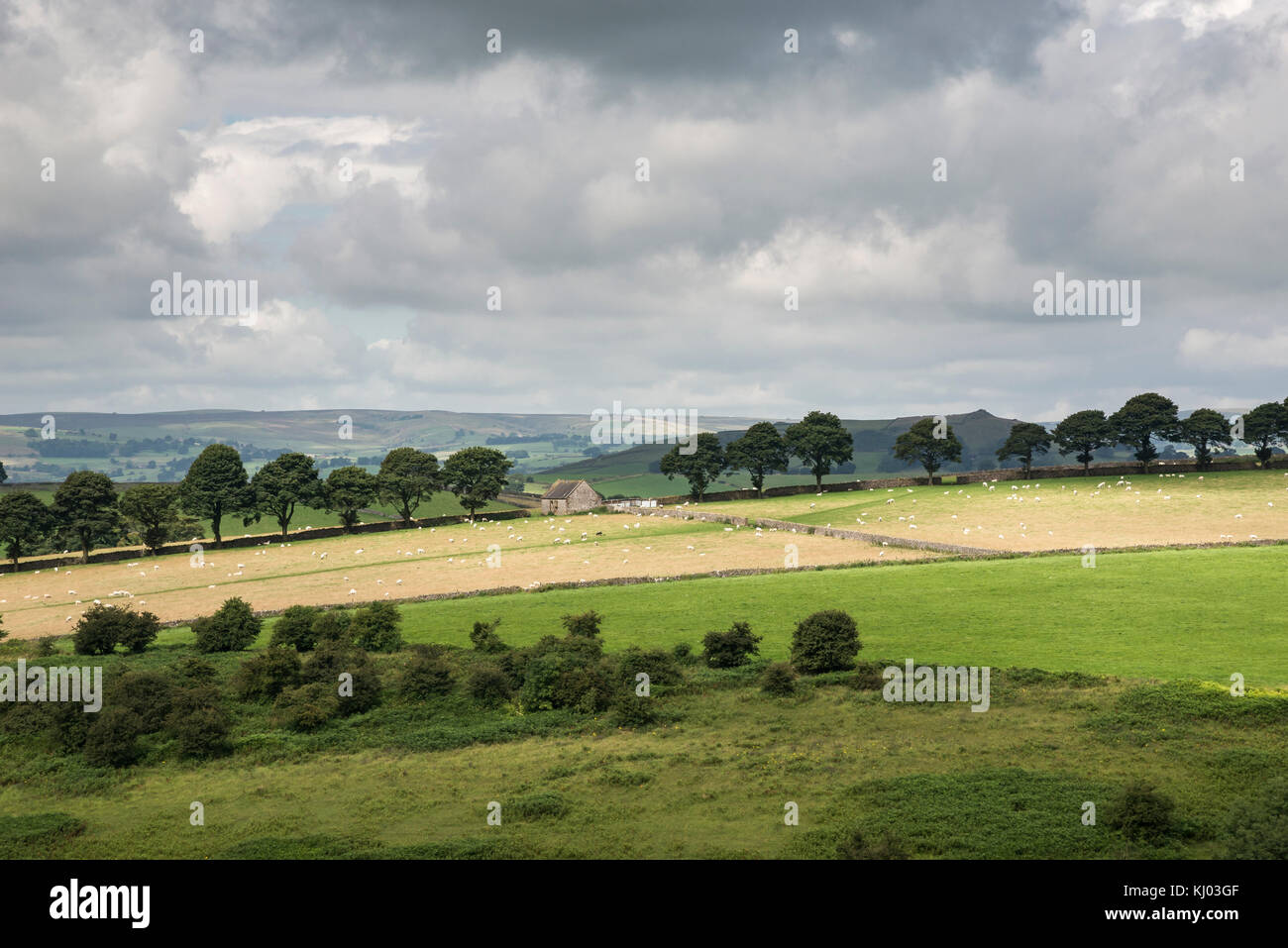 Stone barn and line of trees near Hartington in the Peak District. A ...