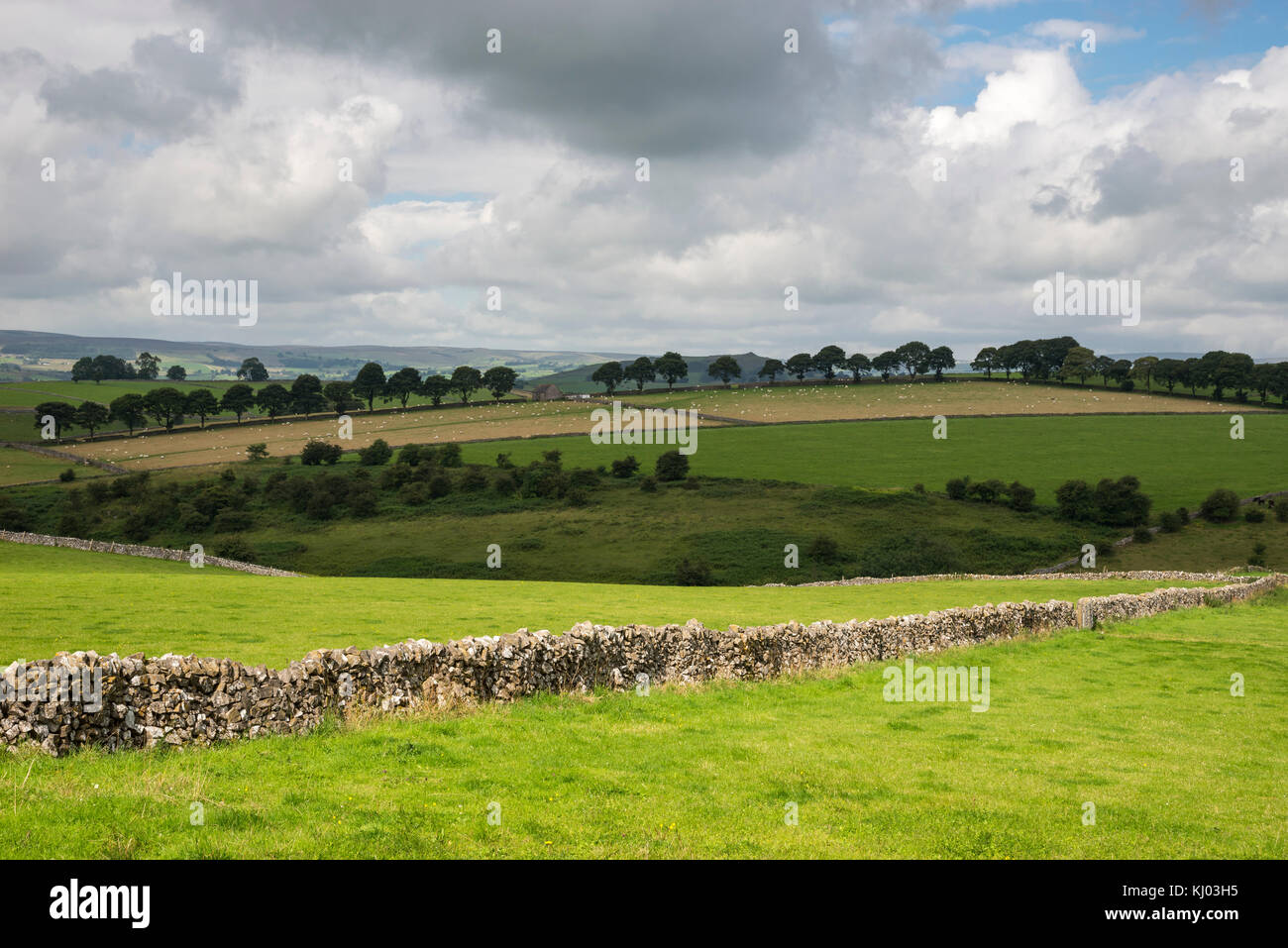 Stone barn and line of trees near Hartington in the Peak District. A ...