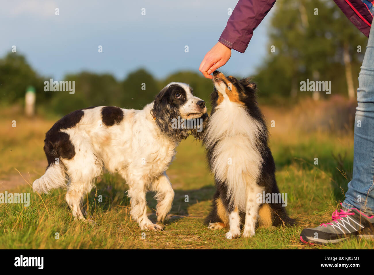 woman gives a sheltie and cocker spaniel a treat on a country path ...