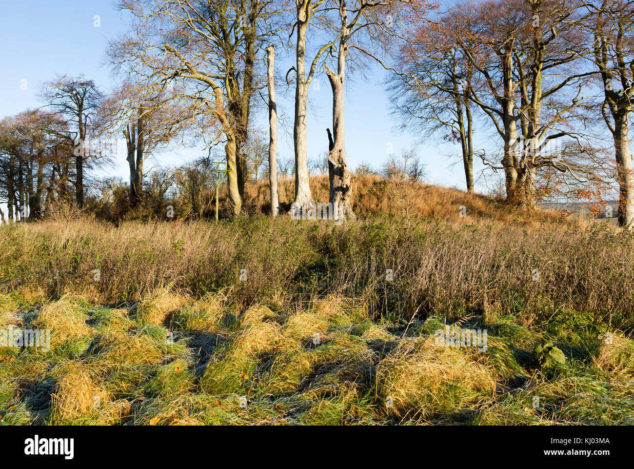 Neolithic long barrow in chalk downland countryside near East Kennet ...