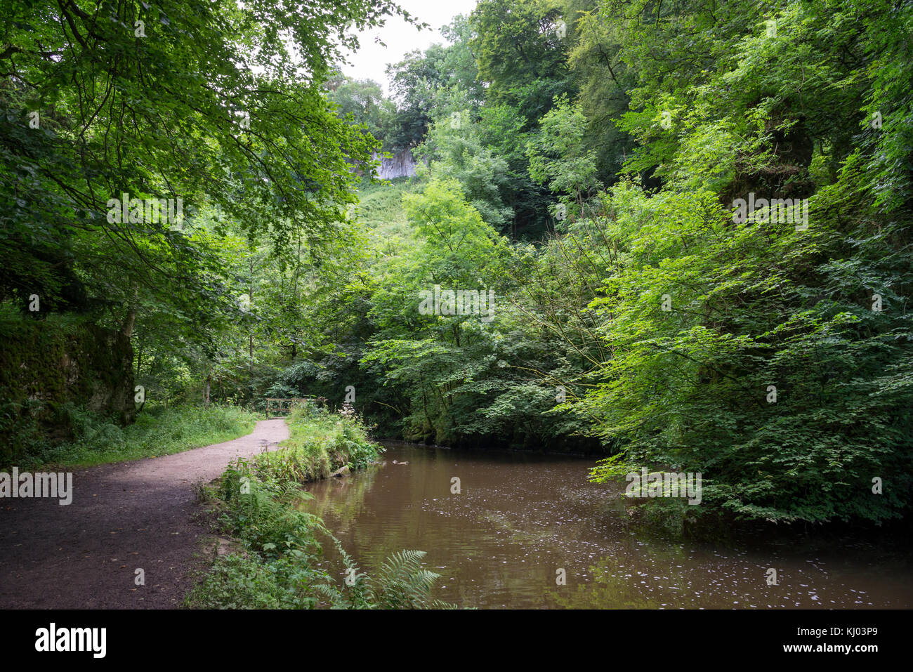 Lush greenery in Beresford Dale near Hartington, Peak District, England ...