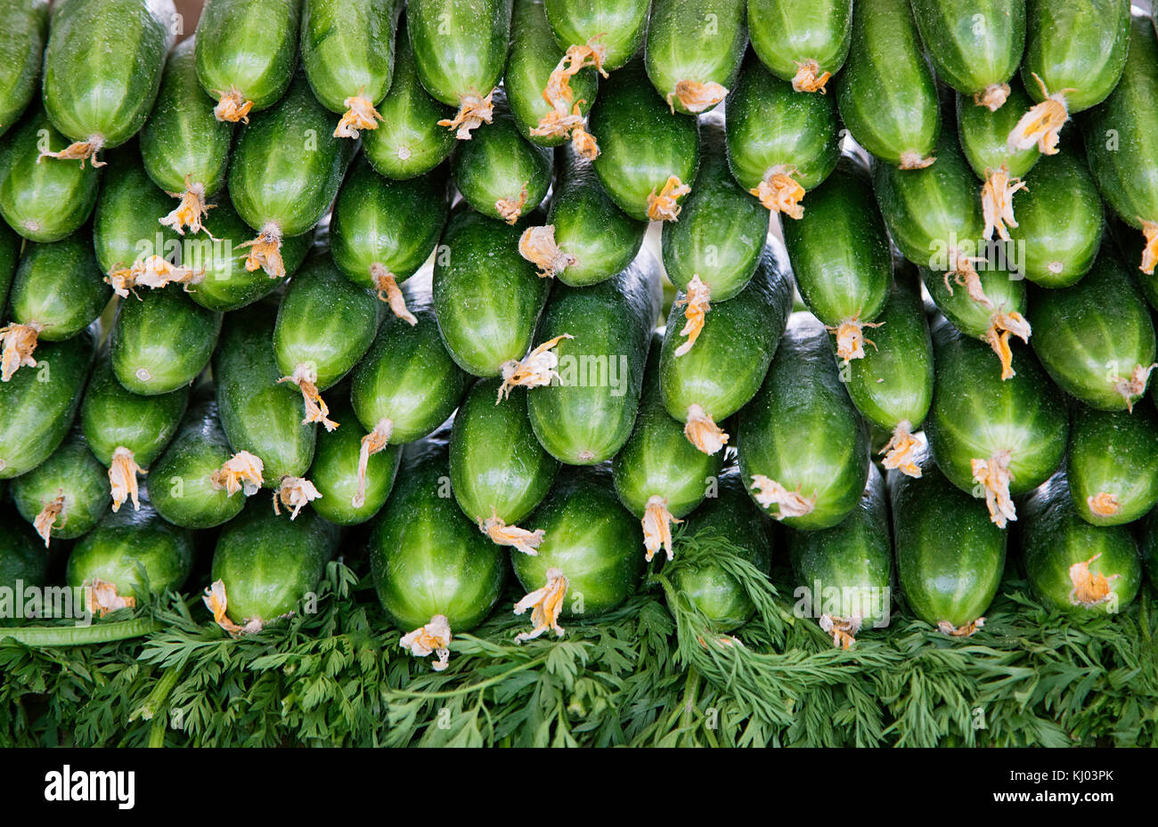 Heap fresh ripe cucumbers hi-res stock photography and images - Alamy