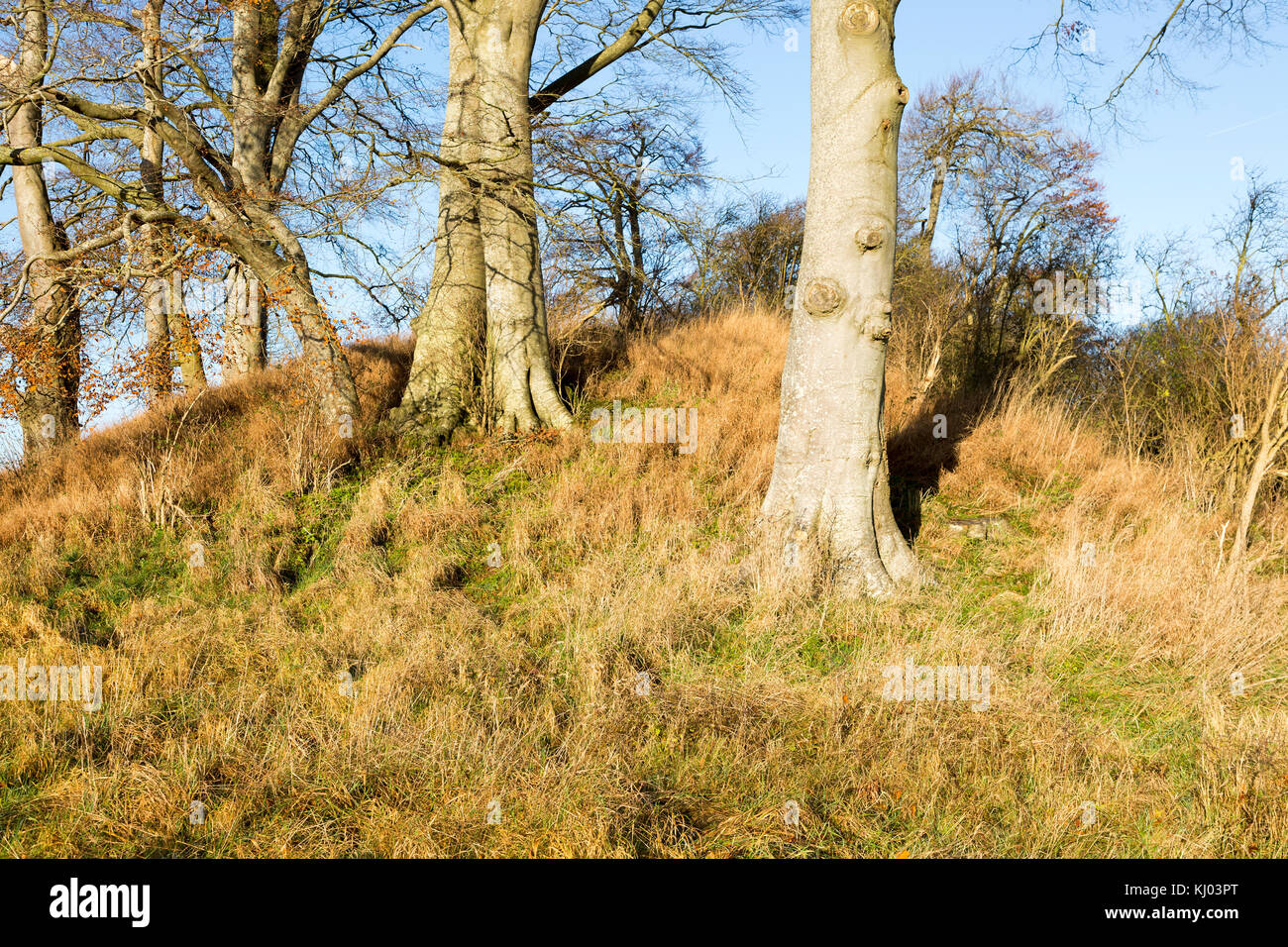 Neolithic long barrow in chalk downland countryside near East Kennet ...