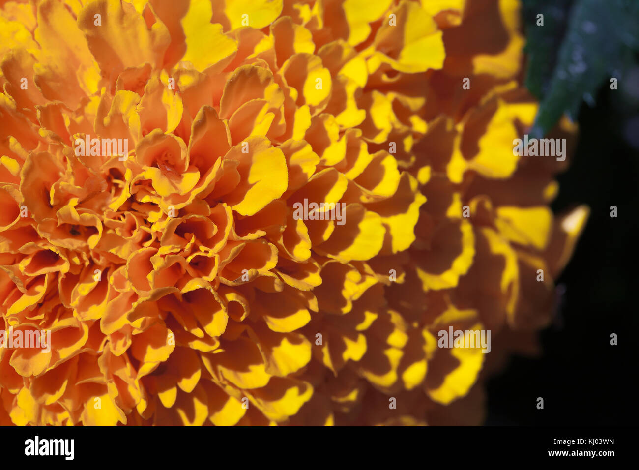 Yellow fresh marigold flower hi-res stock photography and images - Alamy