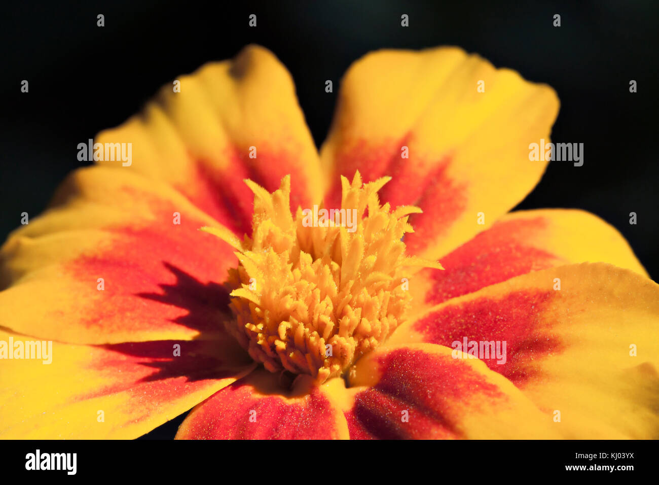 Marigold bloom hi-res stock photography and images - Alamy