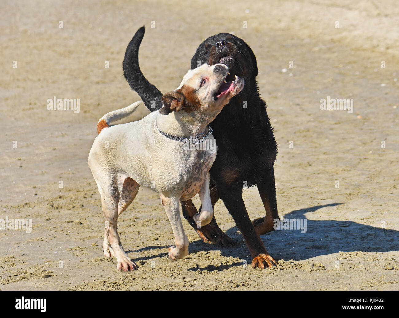 fighting rottweiler and boxer on the beach Stock Photo - Alamy