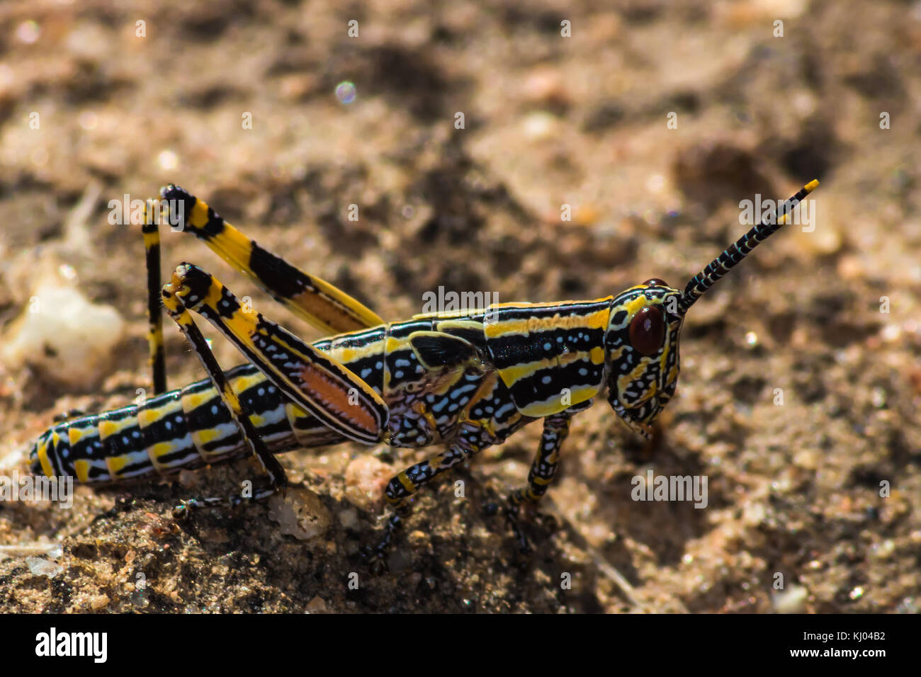 Grasshopper coloration hi-res stock photography and images - Alamy