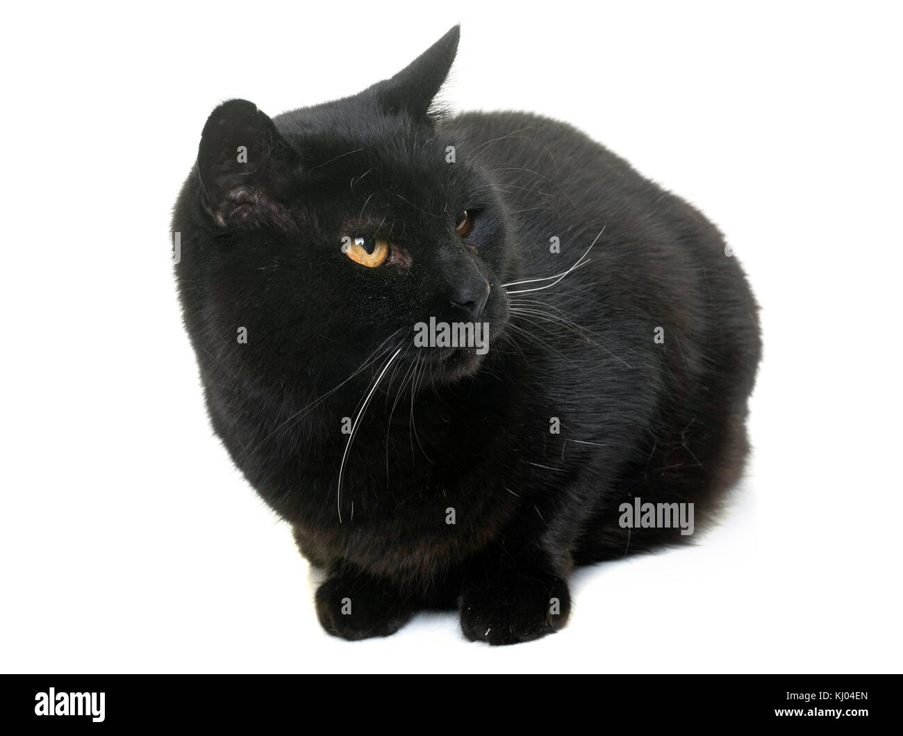 black cat in front of white background Stock Photo - Alamy