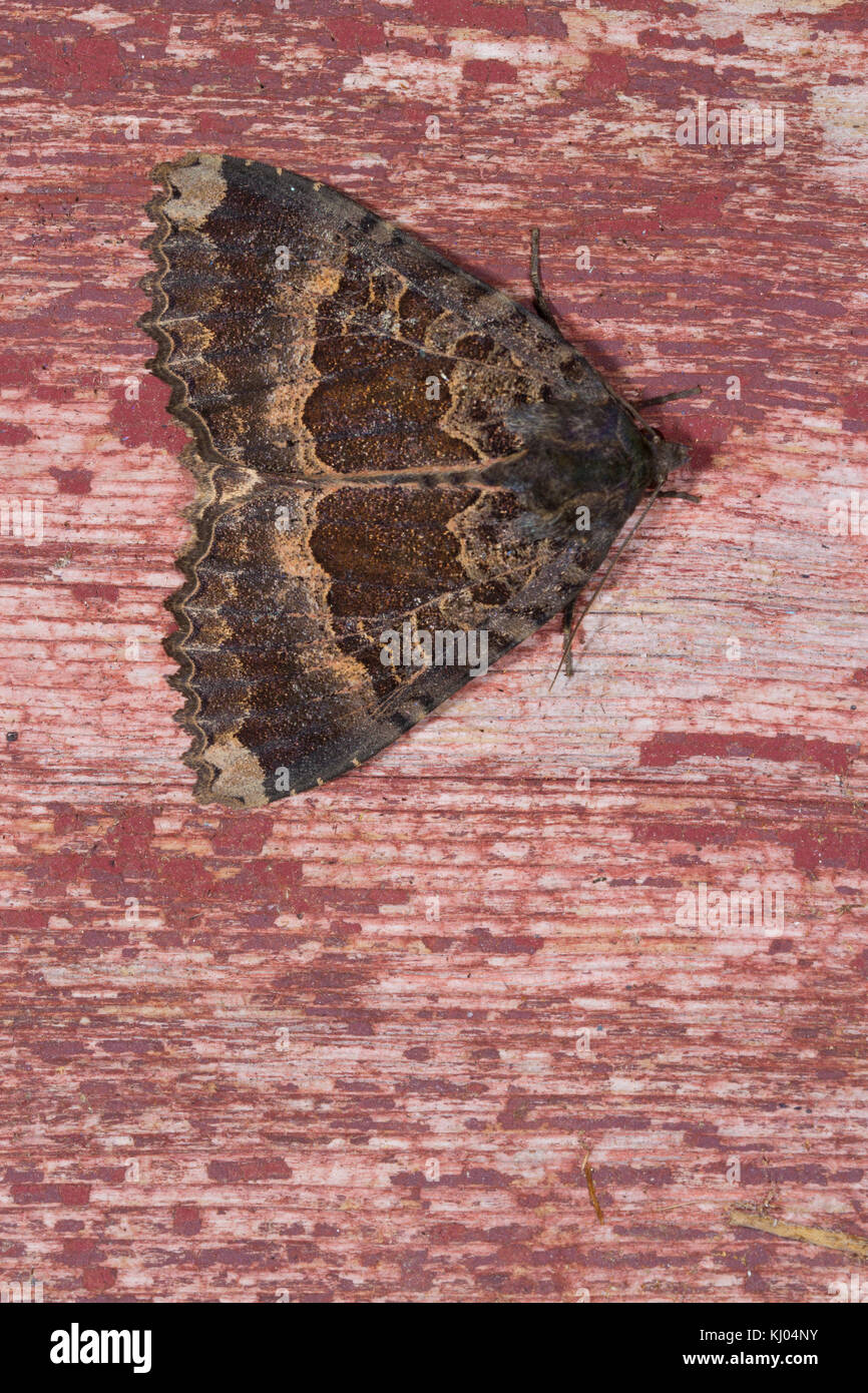 Old Lady (Mormo maura) adult moth roosting on old painted wood. Powys ...