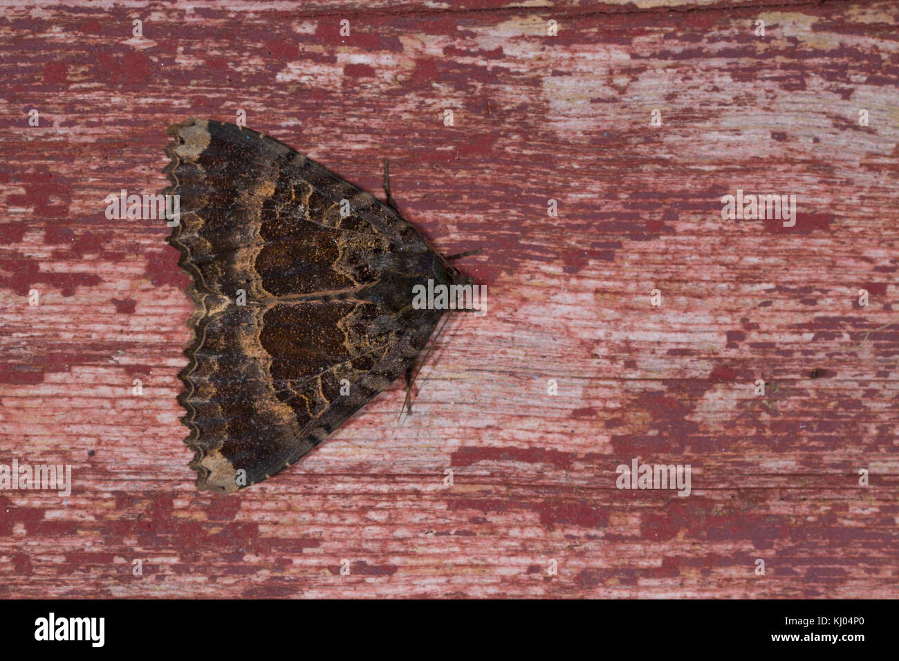 Old lady moth hi-res stock photography and images - Alamy