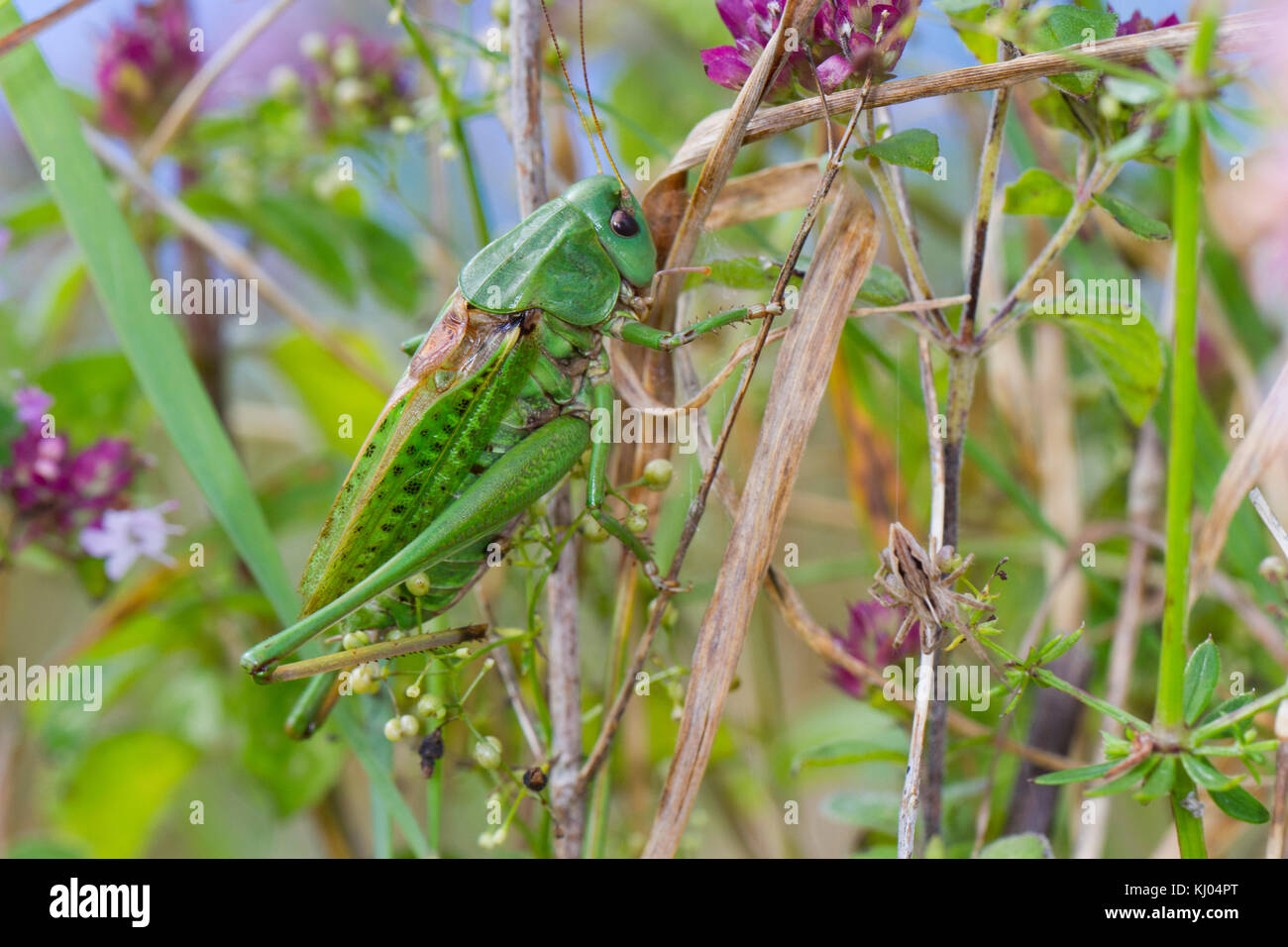 Wart-biter Bush-cricket (Decticus verrucivorus) adult male from the re ...