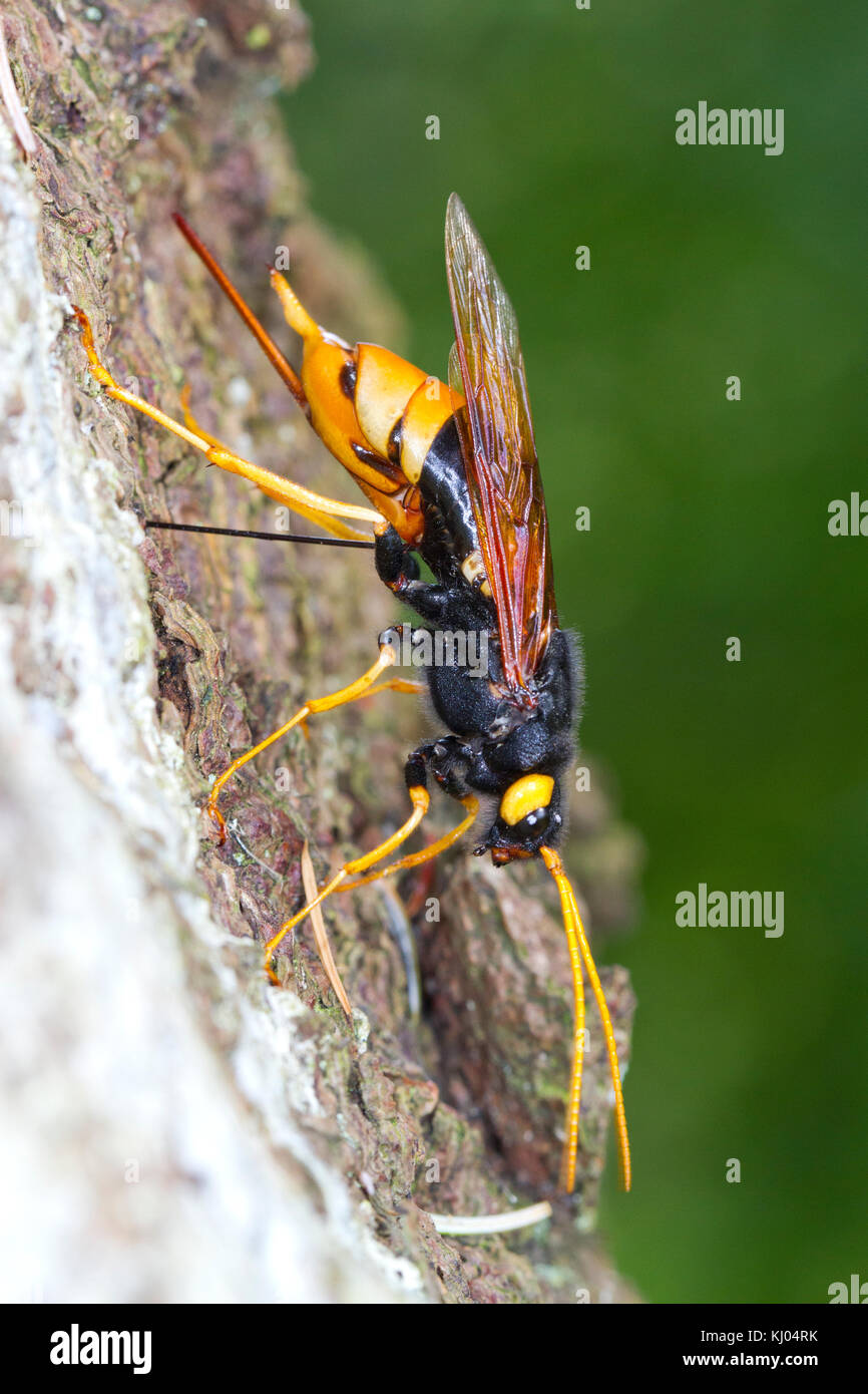 Wood wasp horntail hi-res stock photography and images - Alamy