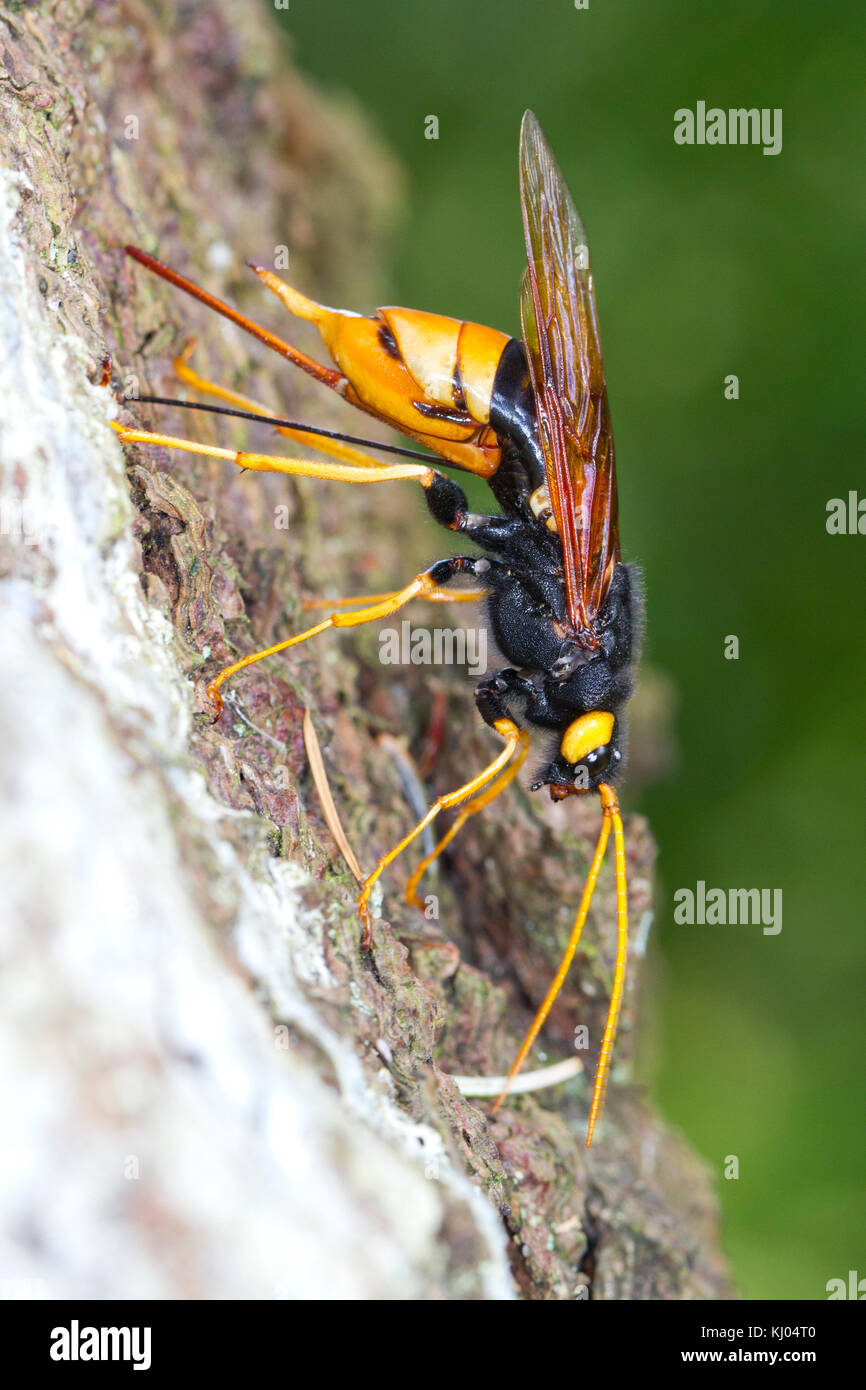 Giant Horntail or Woodwasp (Urocerus gigas) adult female laying eggs in ...