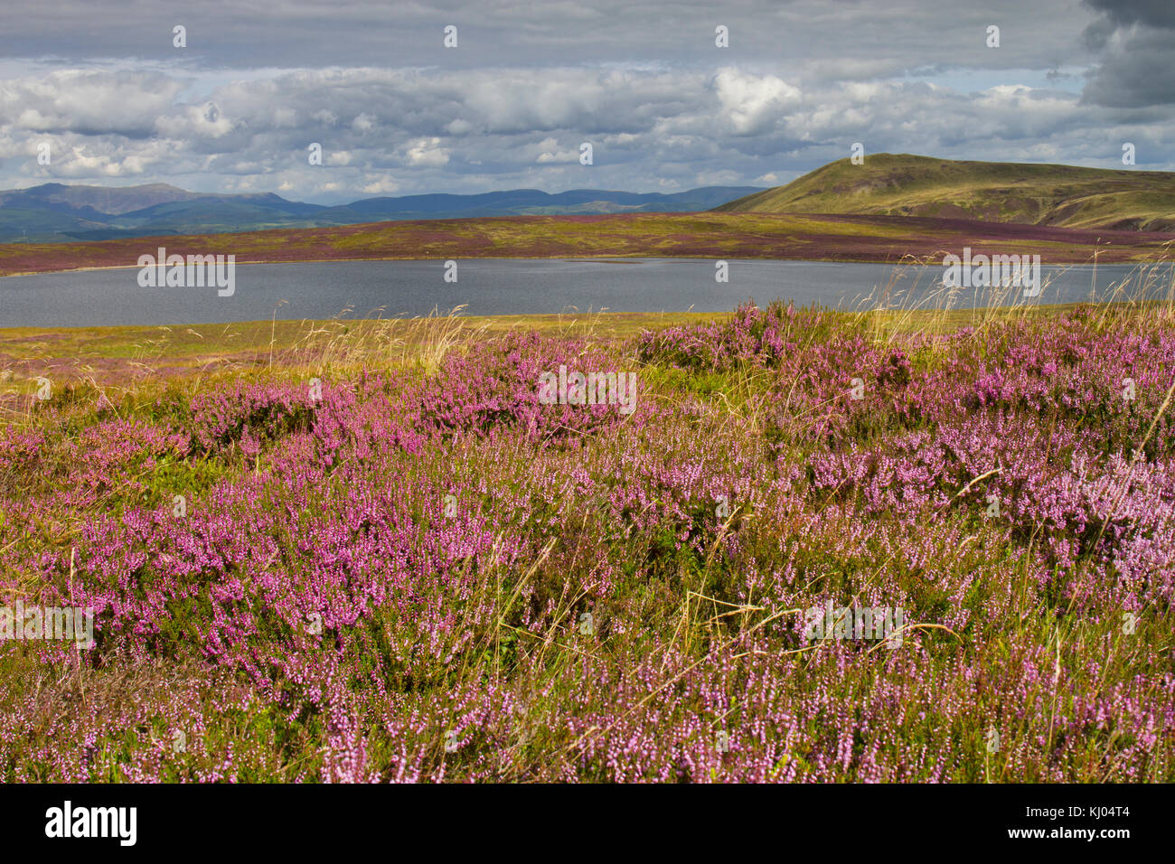 Common heather or Ling (Calluna vulgaris) flowering in moorland habitat ...