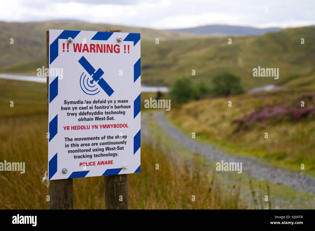 Sign in English and Welsh appearing to warn that sheep are satillite ...