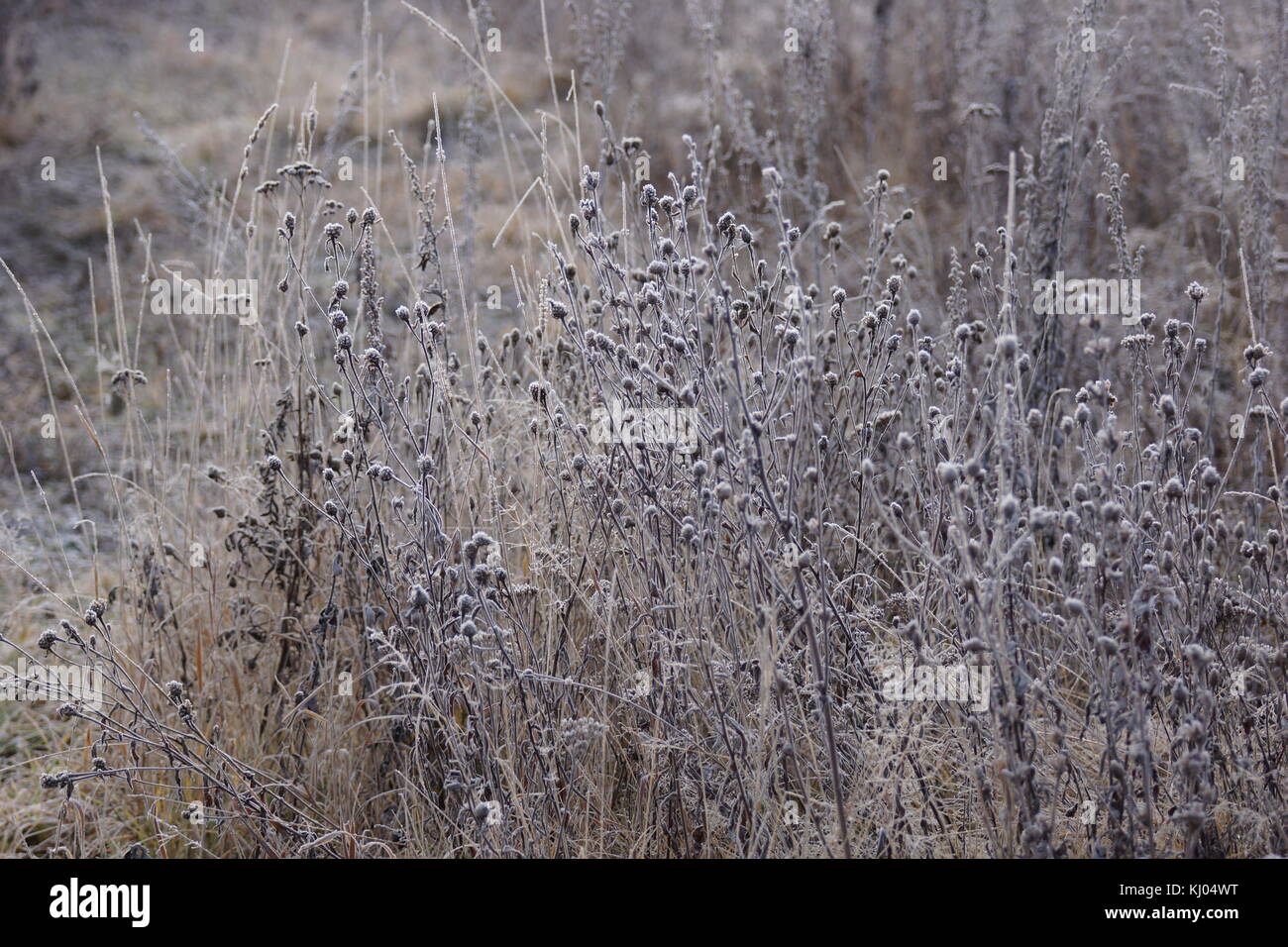 Dull grass hi-res stock photography and images - Alamy