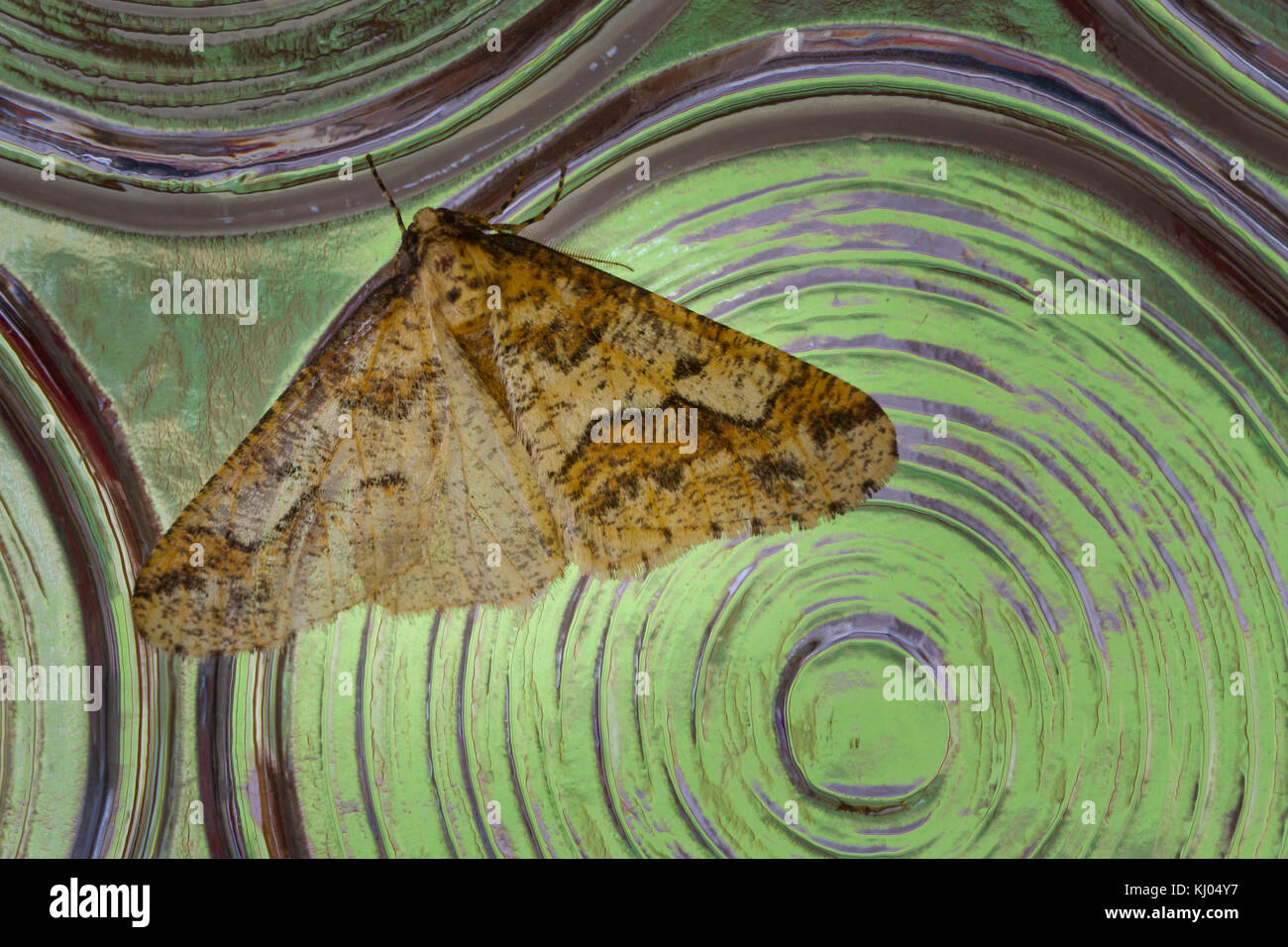 Mottled Umber moth (Erannis defoliaria) adult male resting on window ...