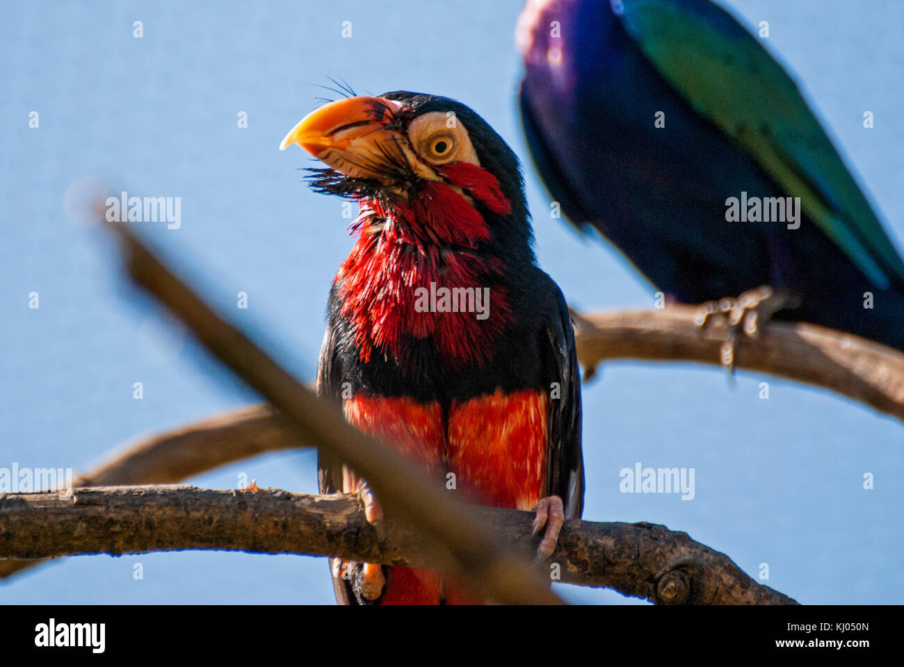 Bearded barbet bird hi-res stock photography and images - Alamy