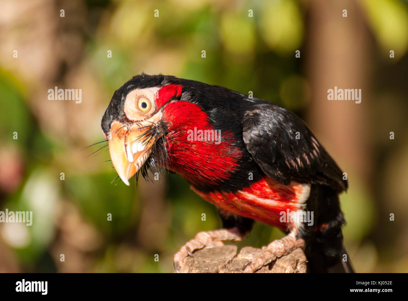 Bearded Barbet bird (Lybius dubius Stock Photo - Alamy