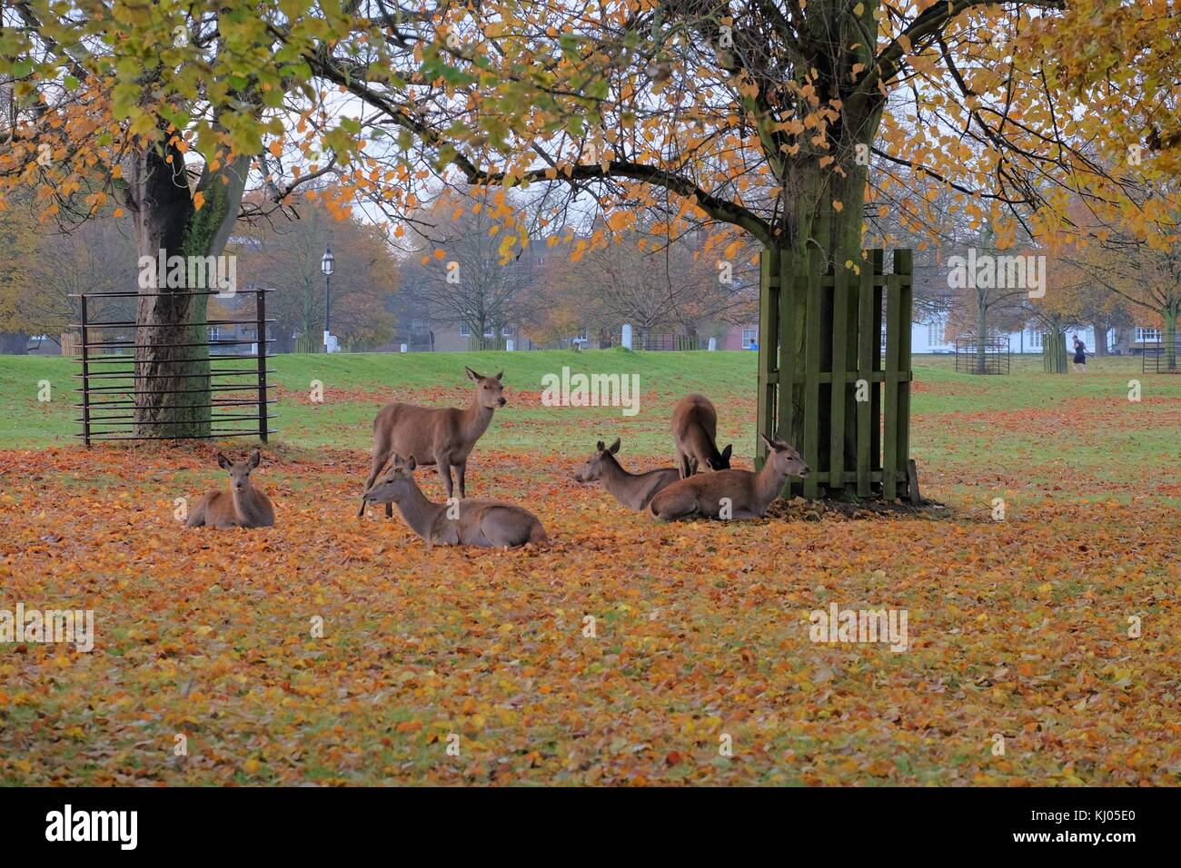 red deer bushy park Stock Photo - Alamy