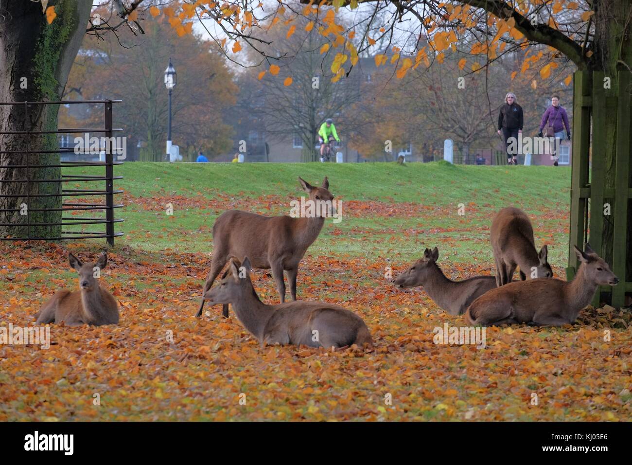 red deer bushy park Stock Photo - Alamy