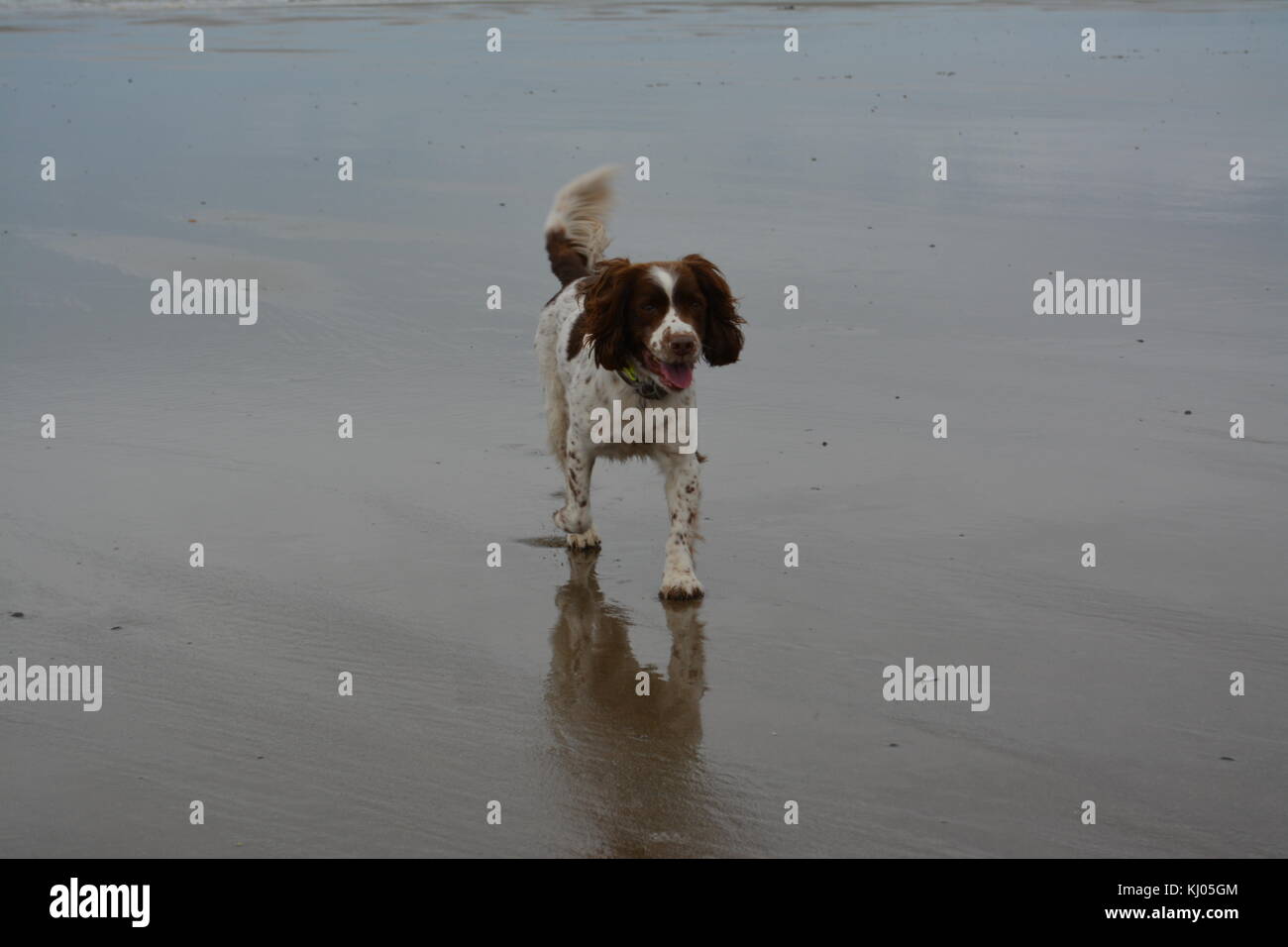 Springer Spaniel And Owner High Resolution Stock Photography and Images ...