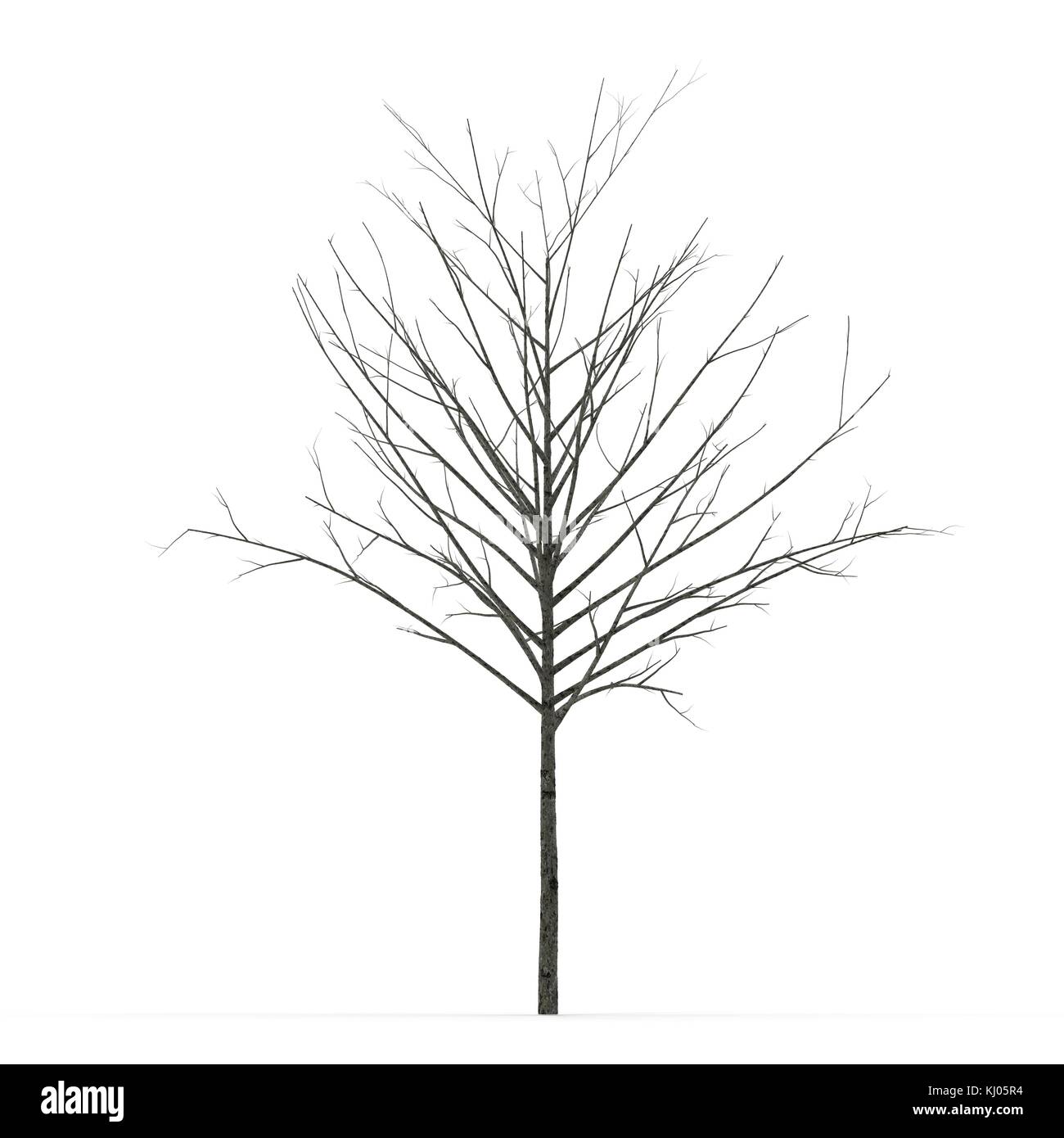 Oak Tree Winter Sketch