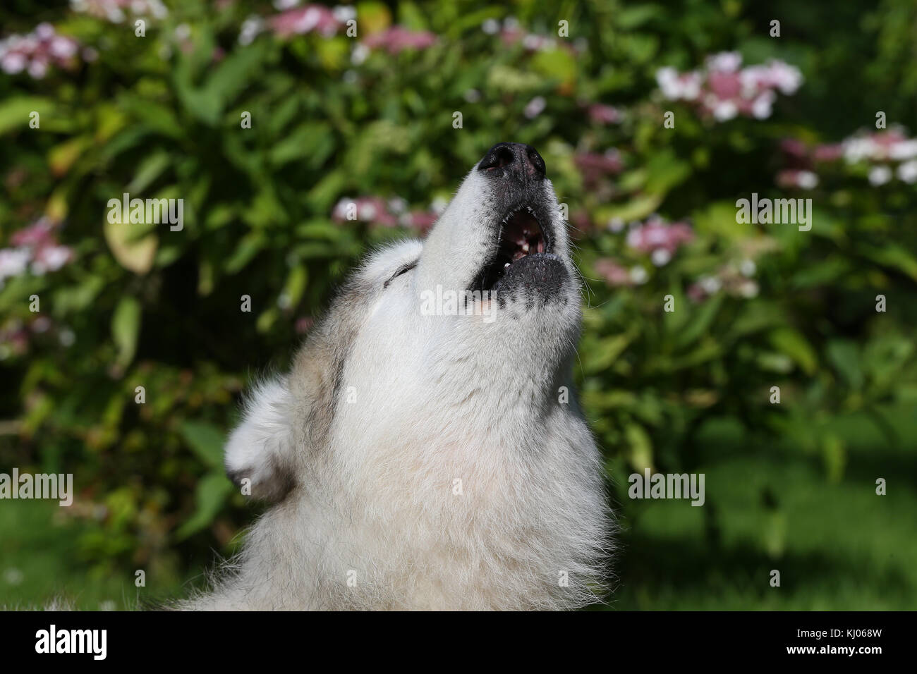 Alaskan malamute howling hi-res stock photography and images - Alamy