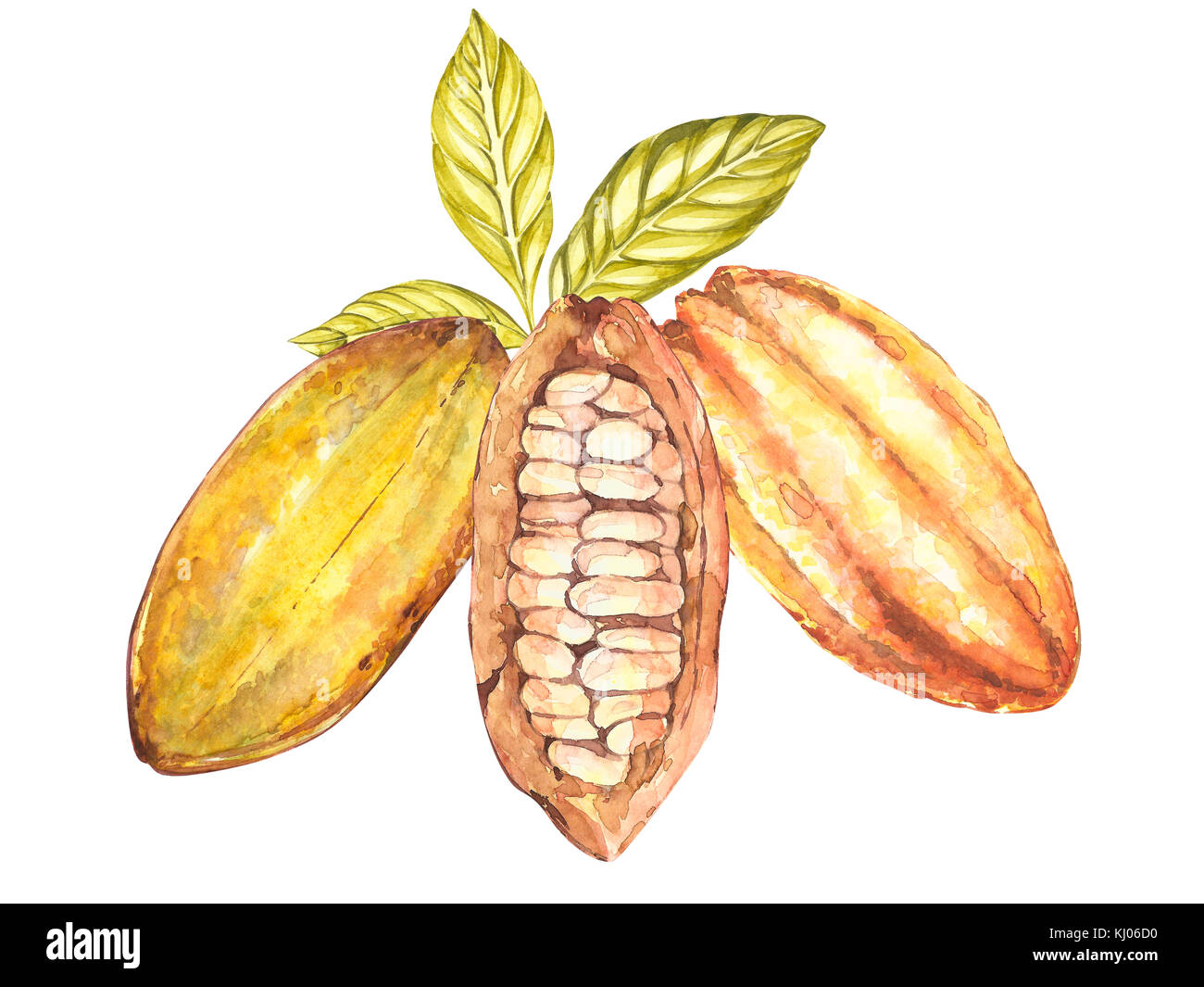 Set of botanical illustration. Watercolor cocoa fruit collection ...