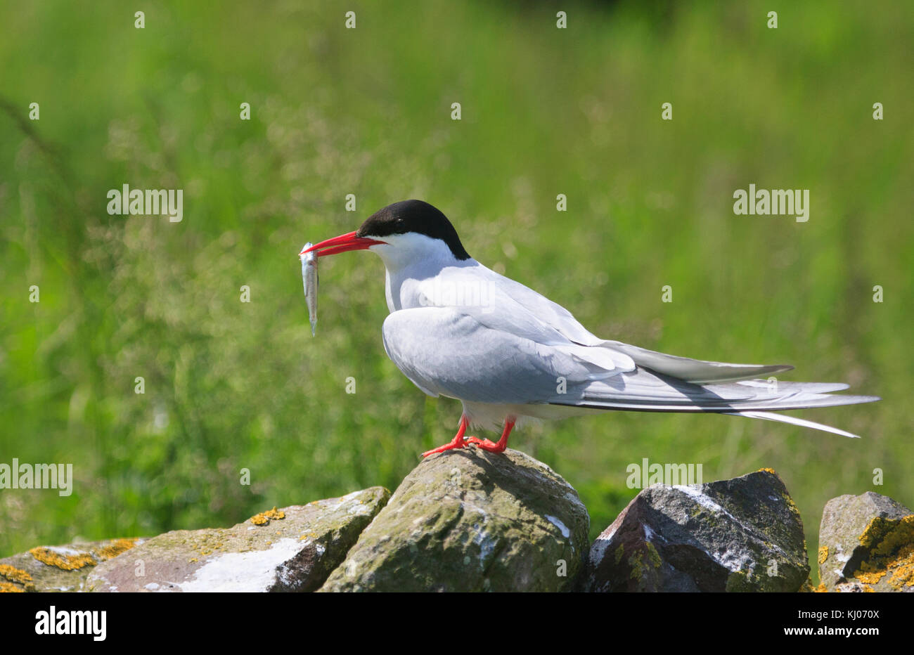 Arctic Tern with fish Stock Photo - Alamy