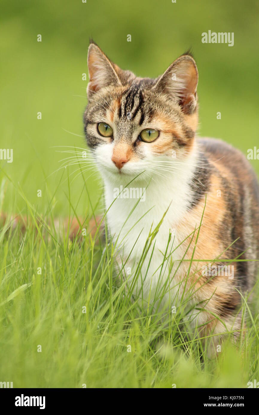 cat in grass Stock Photo - Alamy