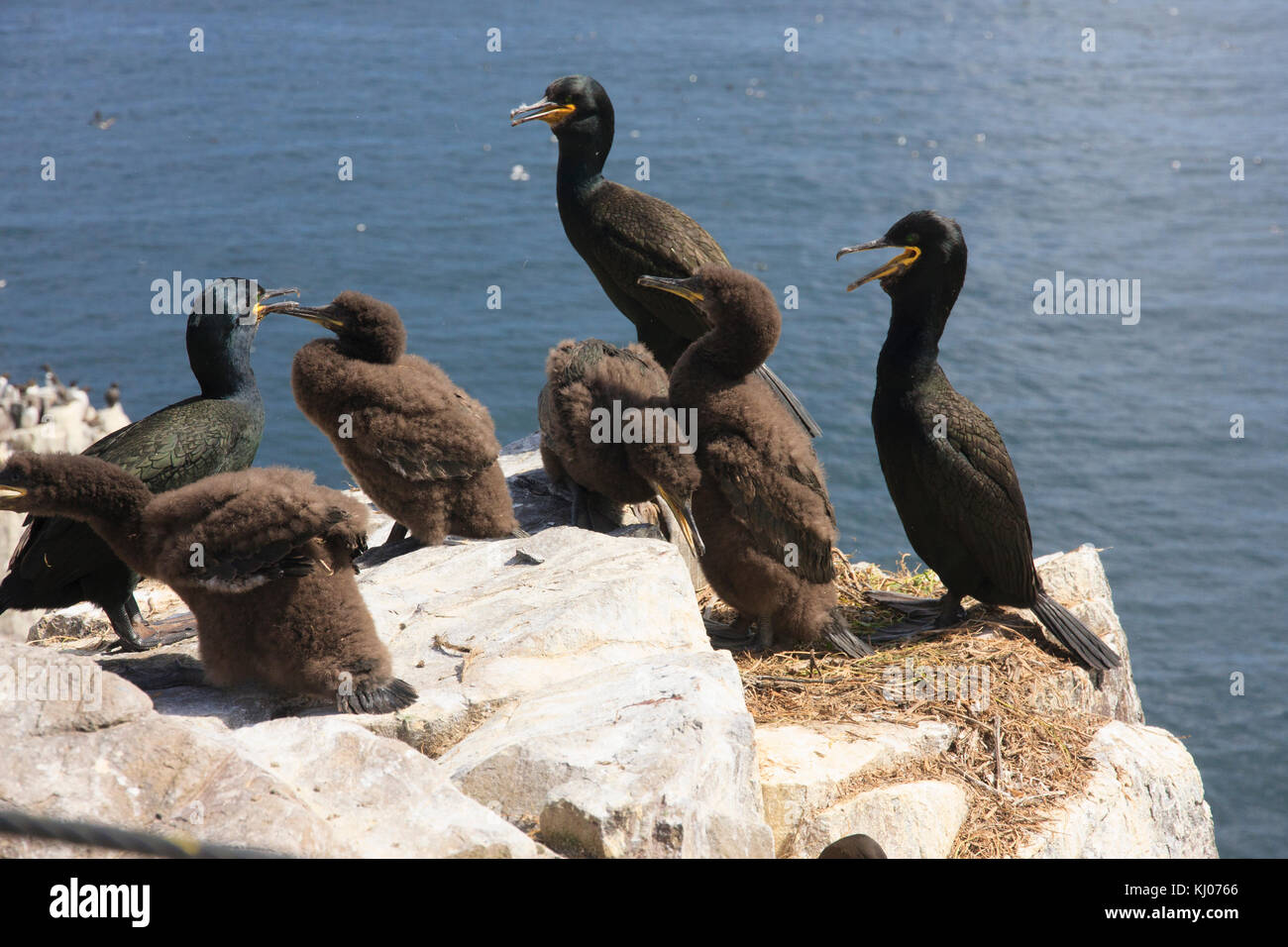 Shags with young Stock Photo - Alamy