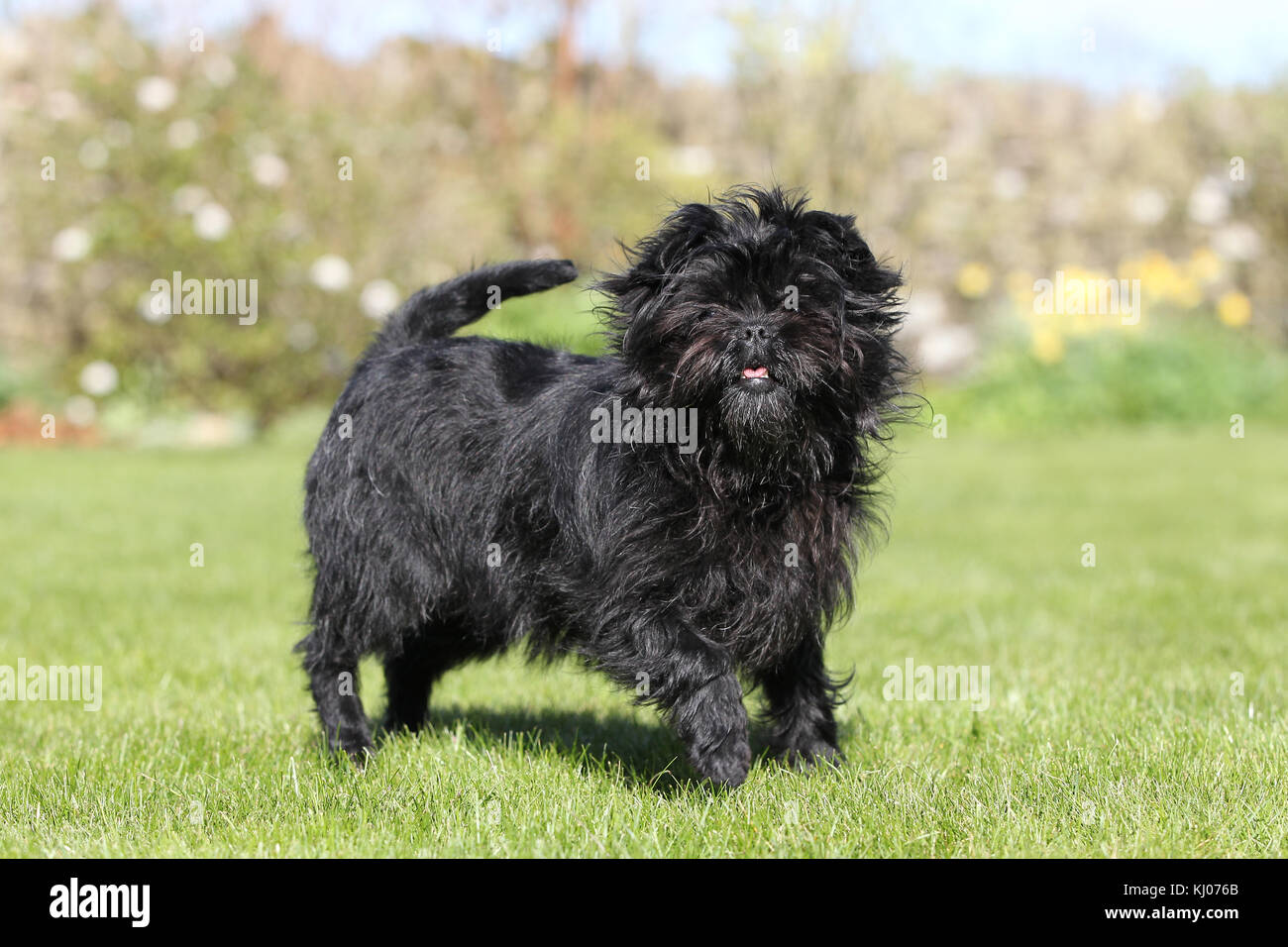 Affen Dog High Resolution Stock Photography and Images - Alamy