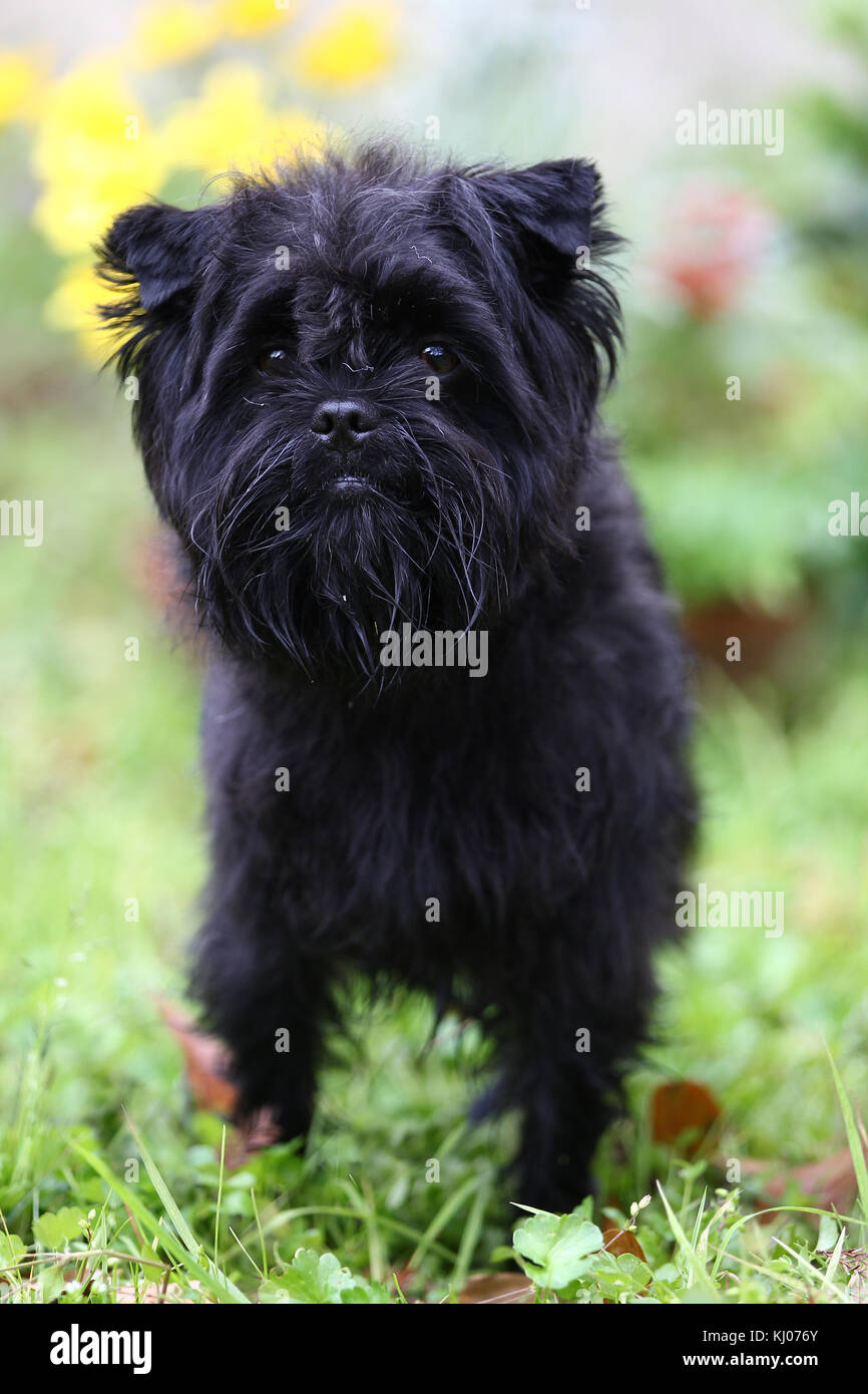 Affen dog hi-res stock photography and images - Alamy